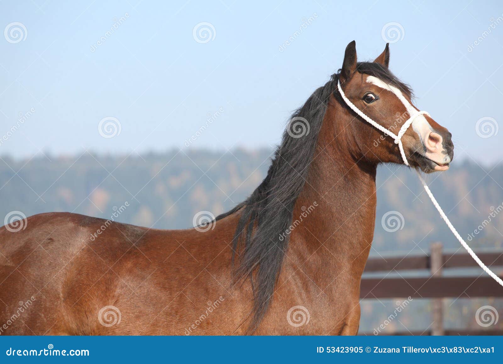 Beautiful Welsh Cob Mare with Halter Stock Image - Image of stand ...