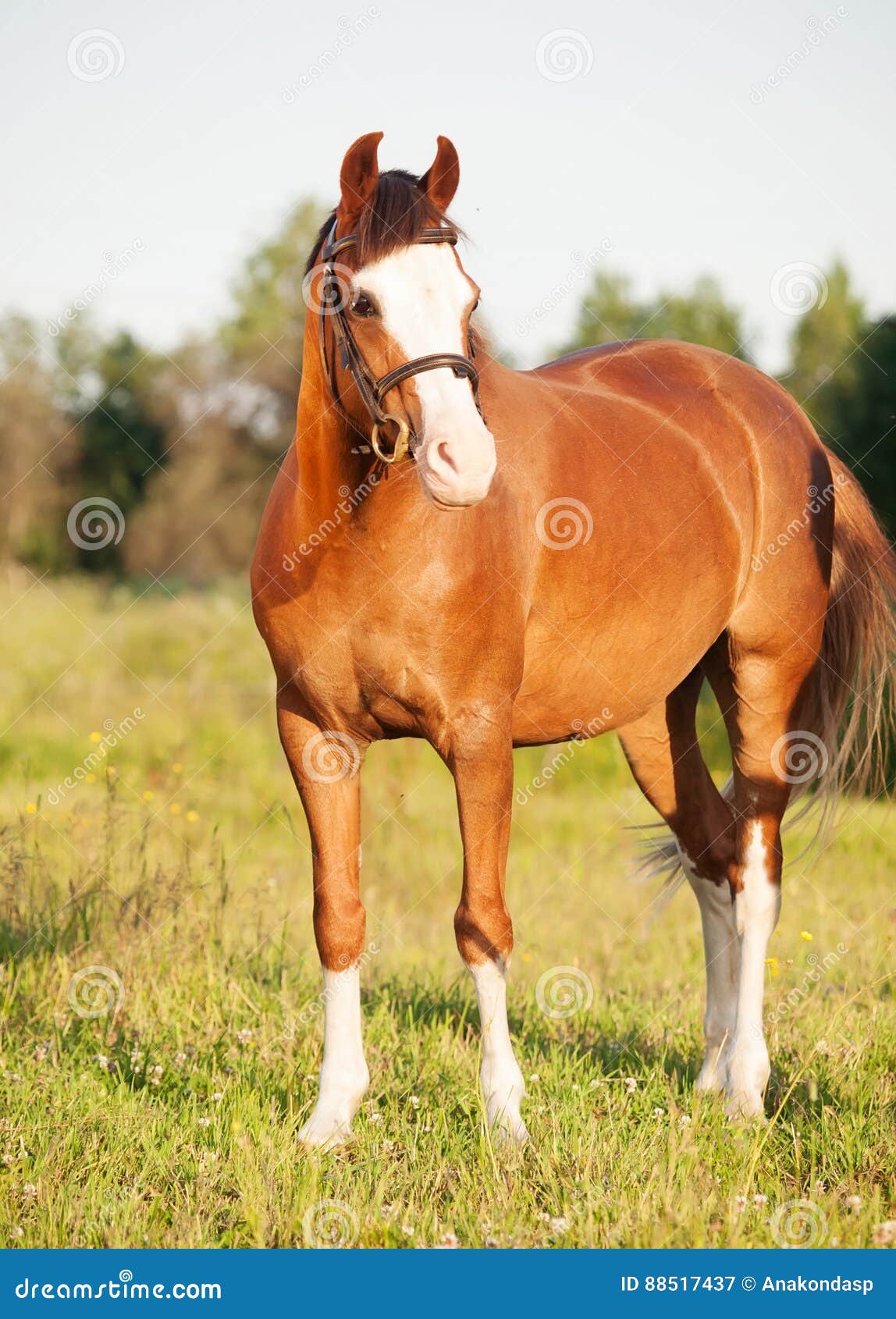 Beautiful Welsh Pony Mare Posing in Meadow Stock Image - Image of ...