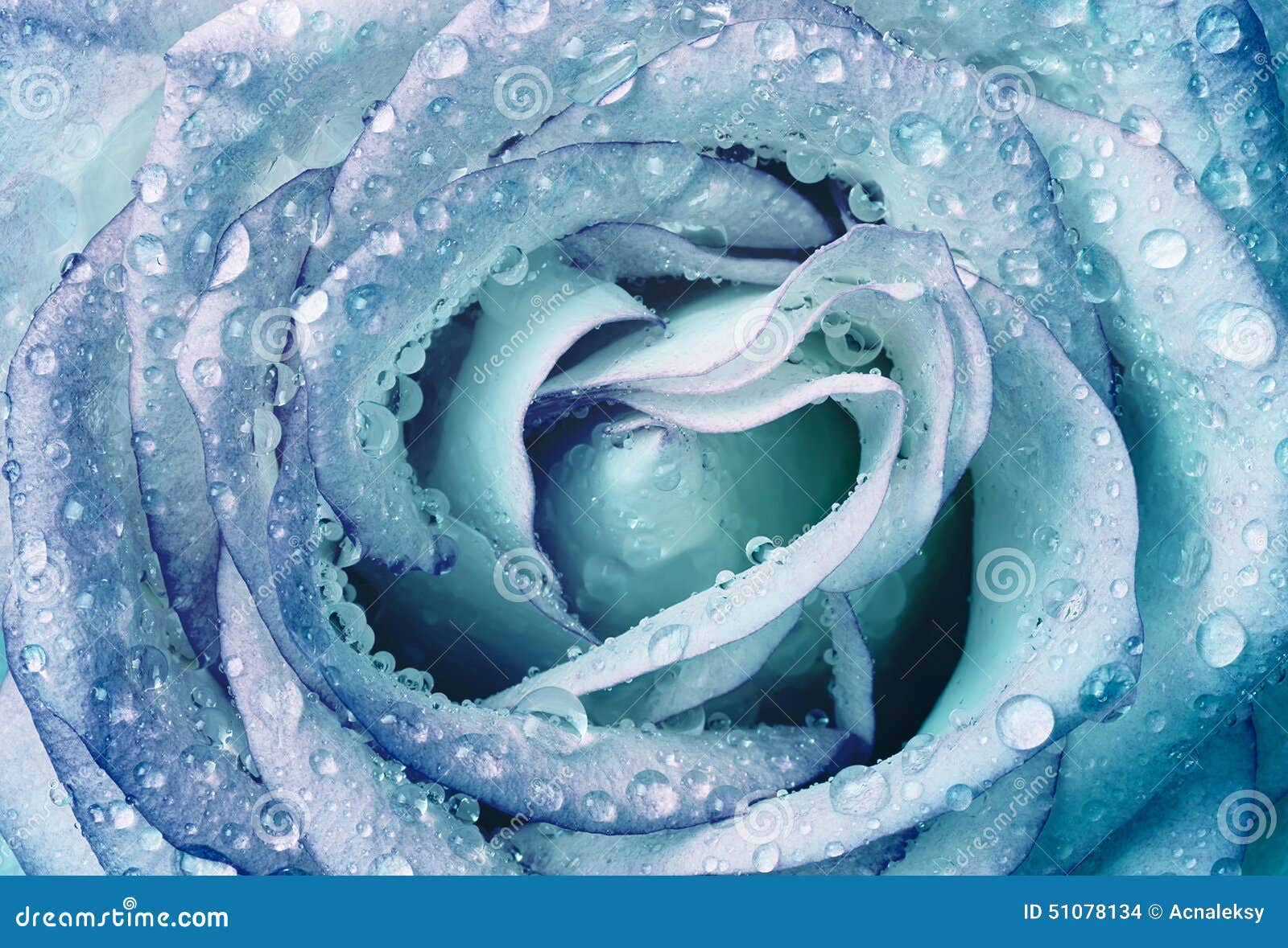 Beautiful wet blue rose stock photo. Image of romance - 51078134