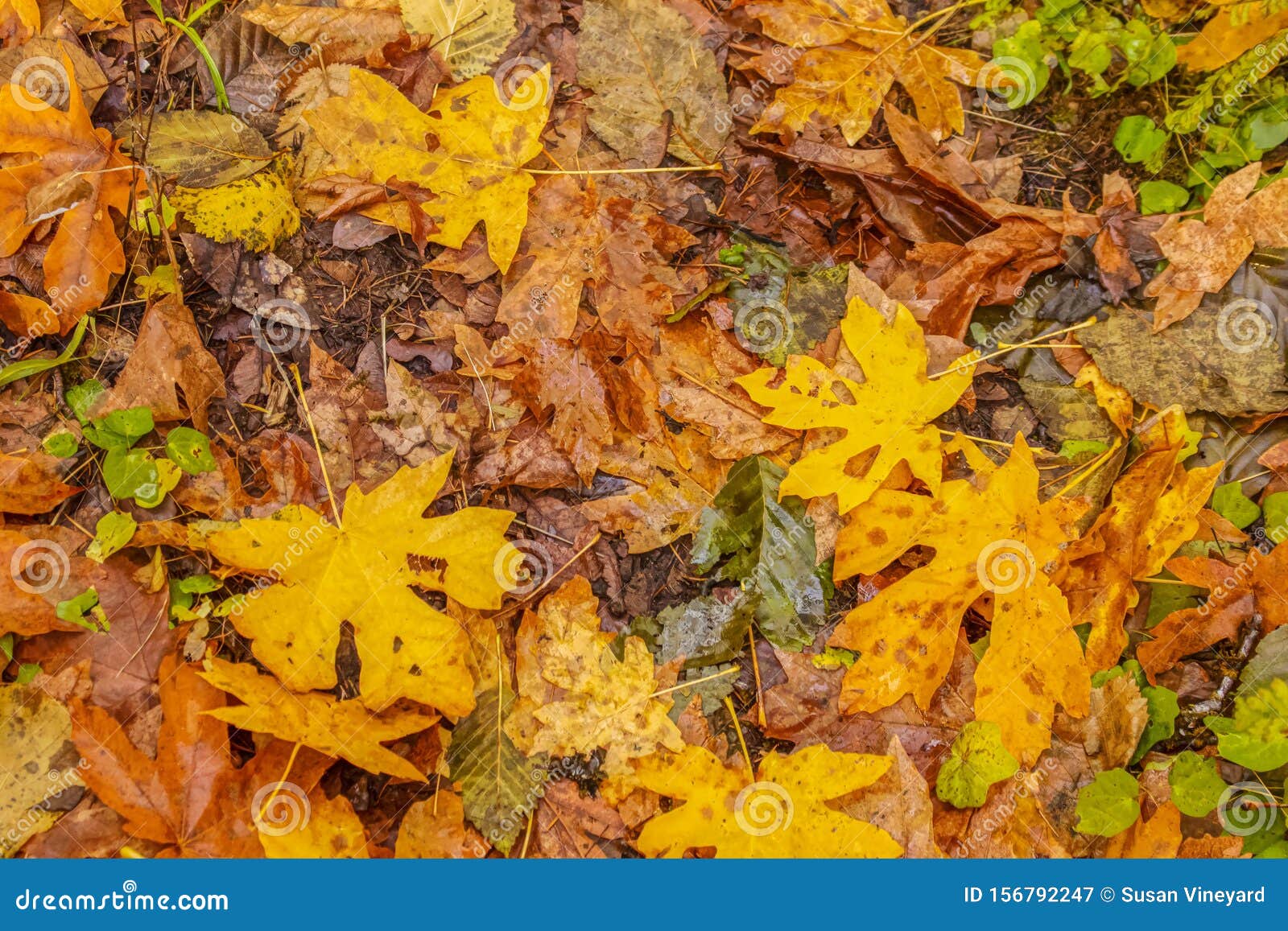 Beautiful Wet Colorful Fall Maple Leaves on Ground - Background ...