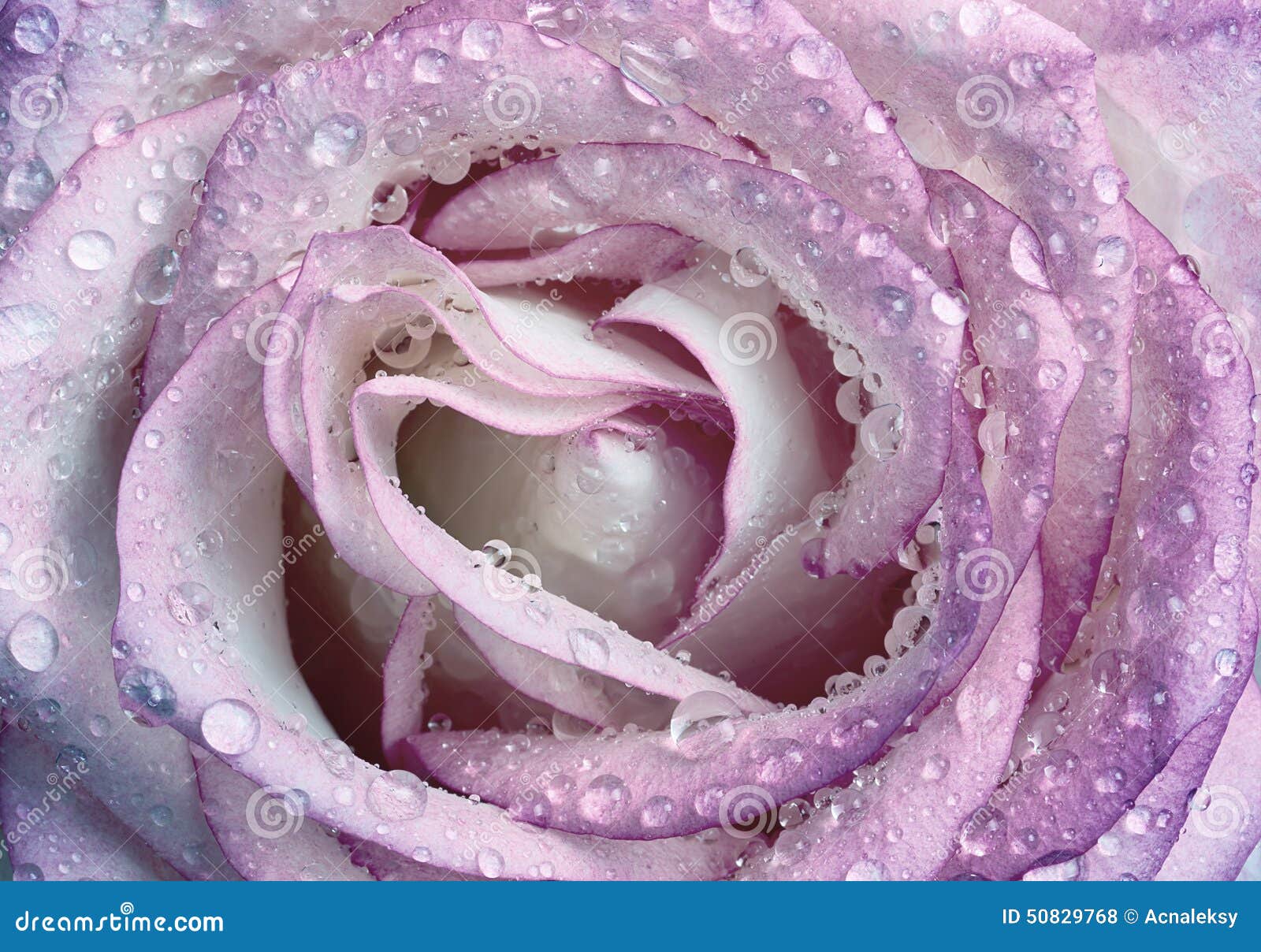 Beautiful wet pink rose stock photo. Image of nature - 50829768