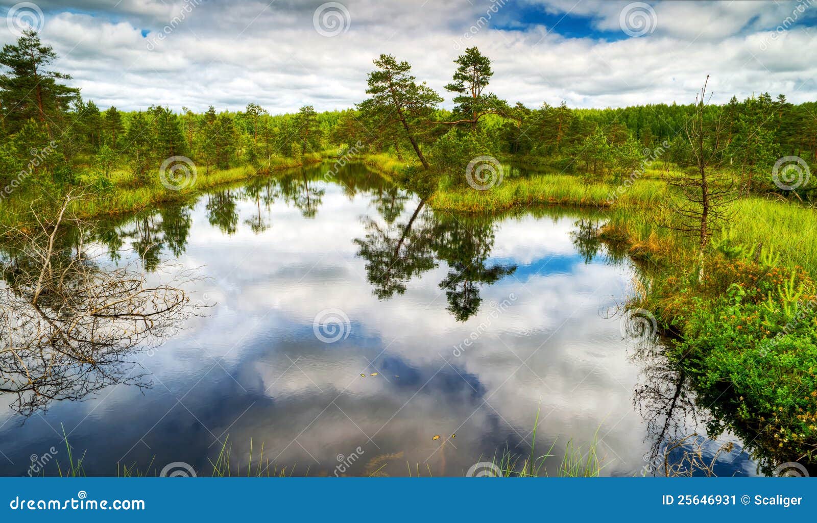 Beautiful Wetland Swamp Scenery Royalty-Free Stock Photography ...