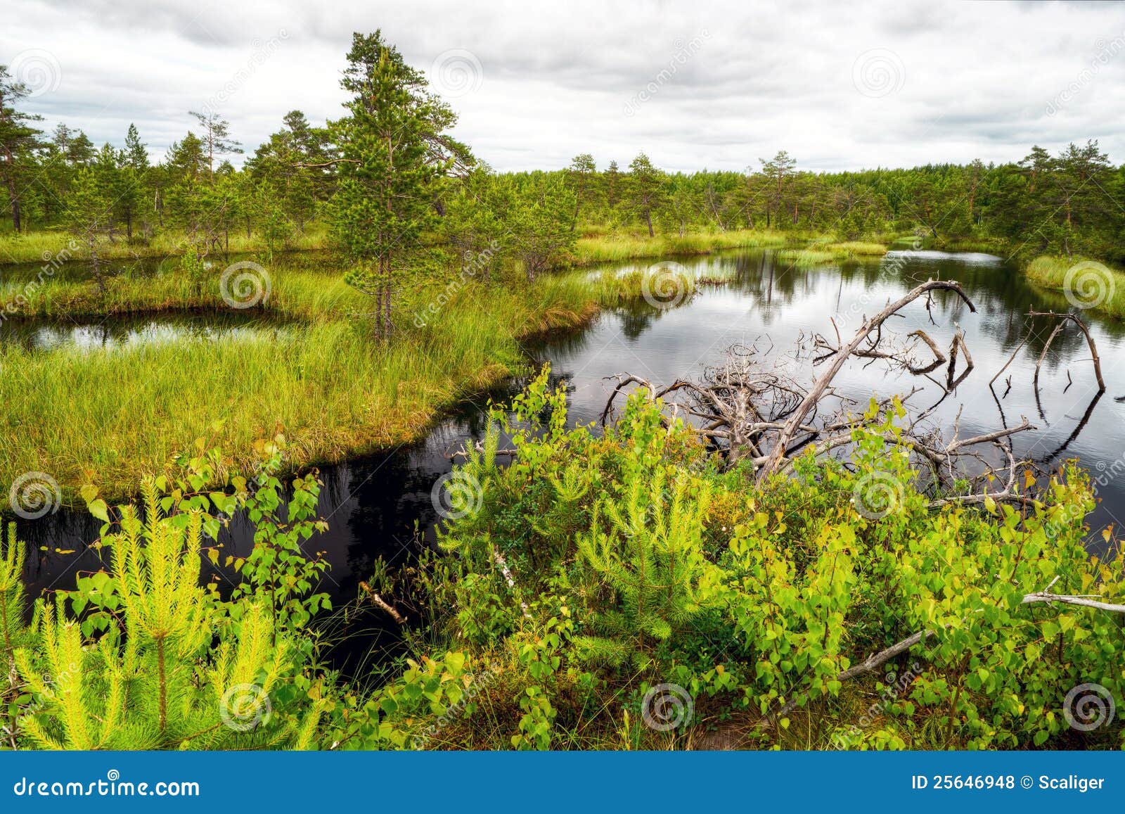Beautiful wetland stock photo. Image of extreme, millpond - 25646948