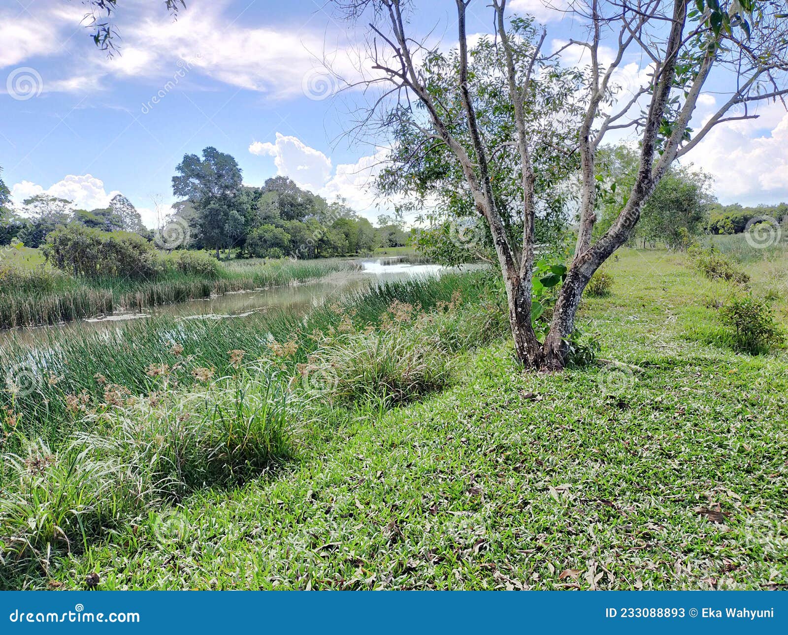 Beautiful Wetland Swamp Scenery Stock Image - Image of tree, field ...
