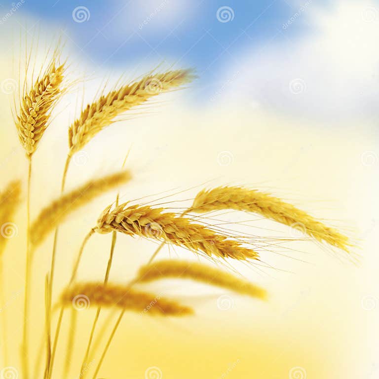 Beautiful Wheat Border. stock image. Image of healthy - 19164705