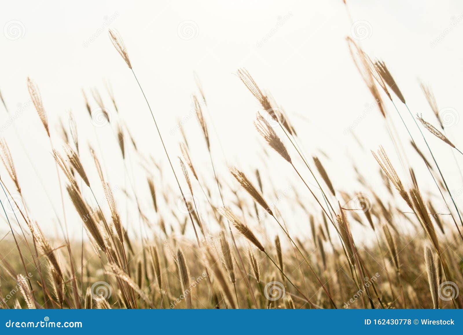 Beautiful Wheat Farm in the Wind Stock Photo - Image of cloud, girl ...