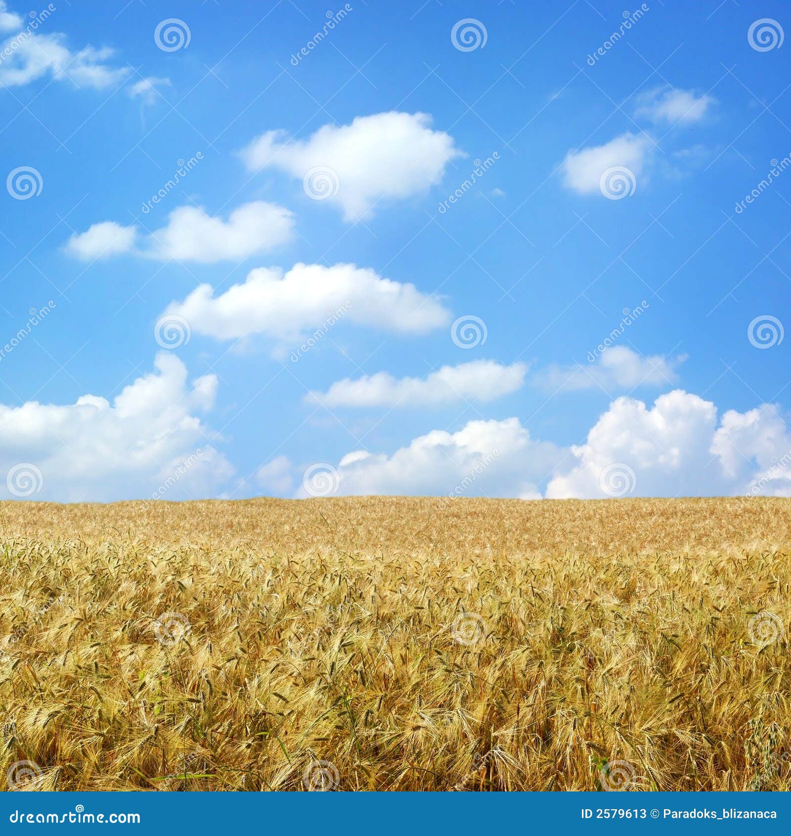 Beautiful wheat field stock image. Image of sunny, abstract - 2579613