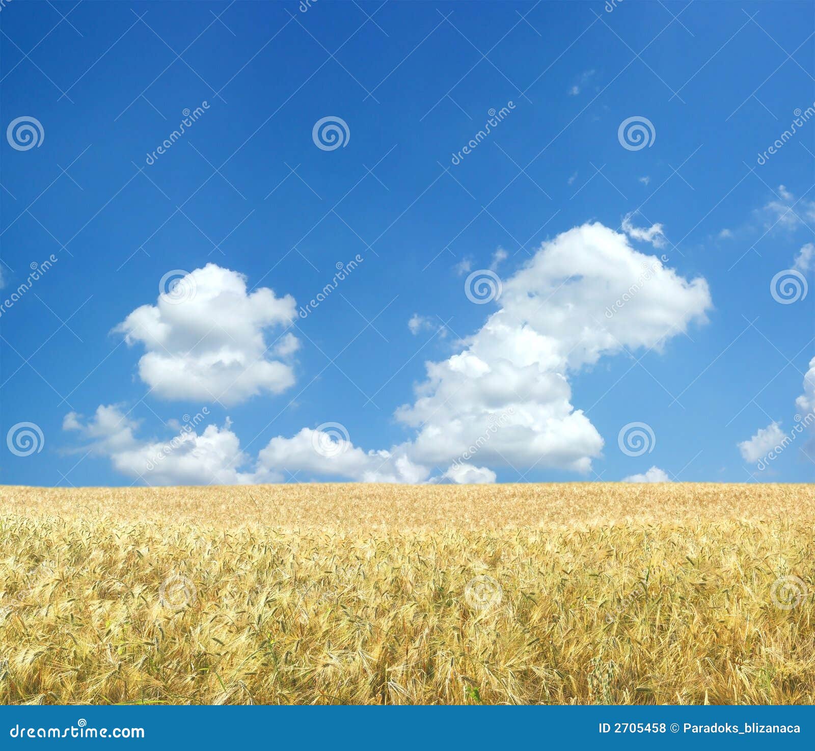 Beautiful wheat field stock photo. Image of plant, food - 2705458