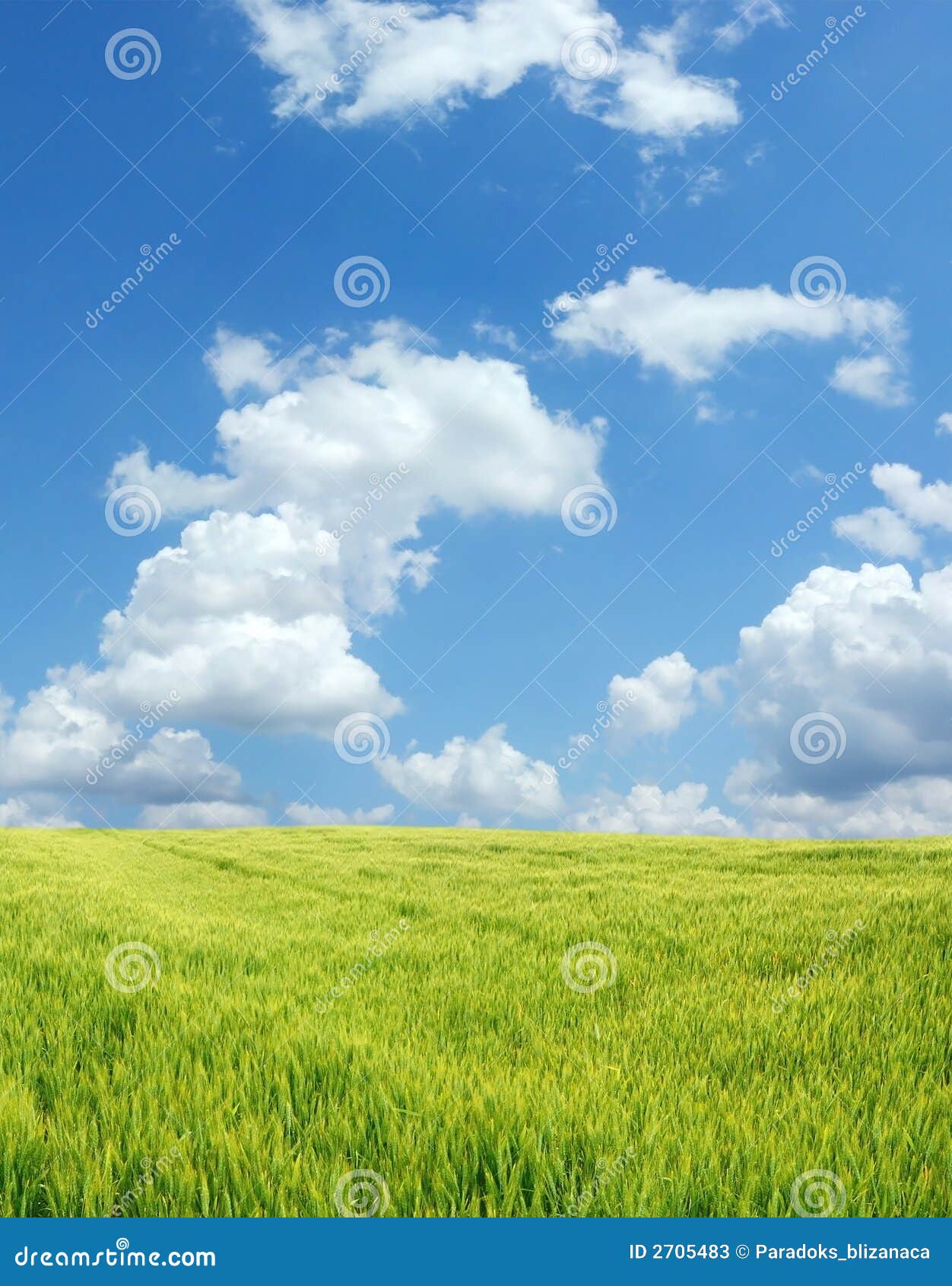 Beautiful wheat field stock image. Image of white, background - 2705483