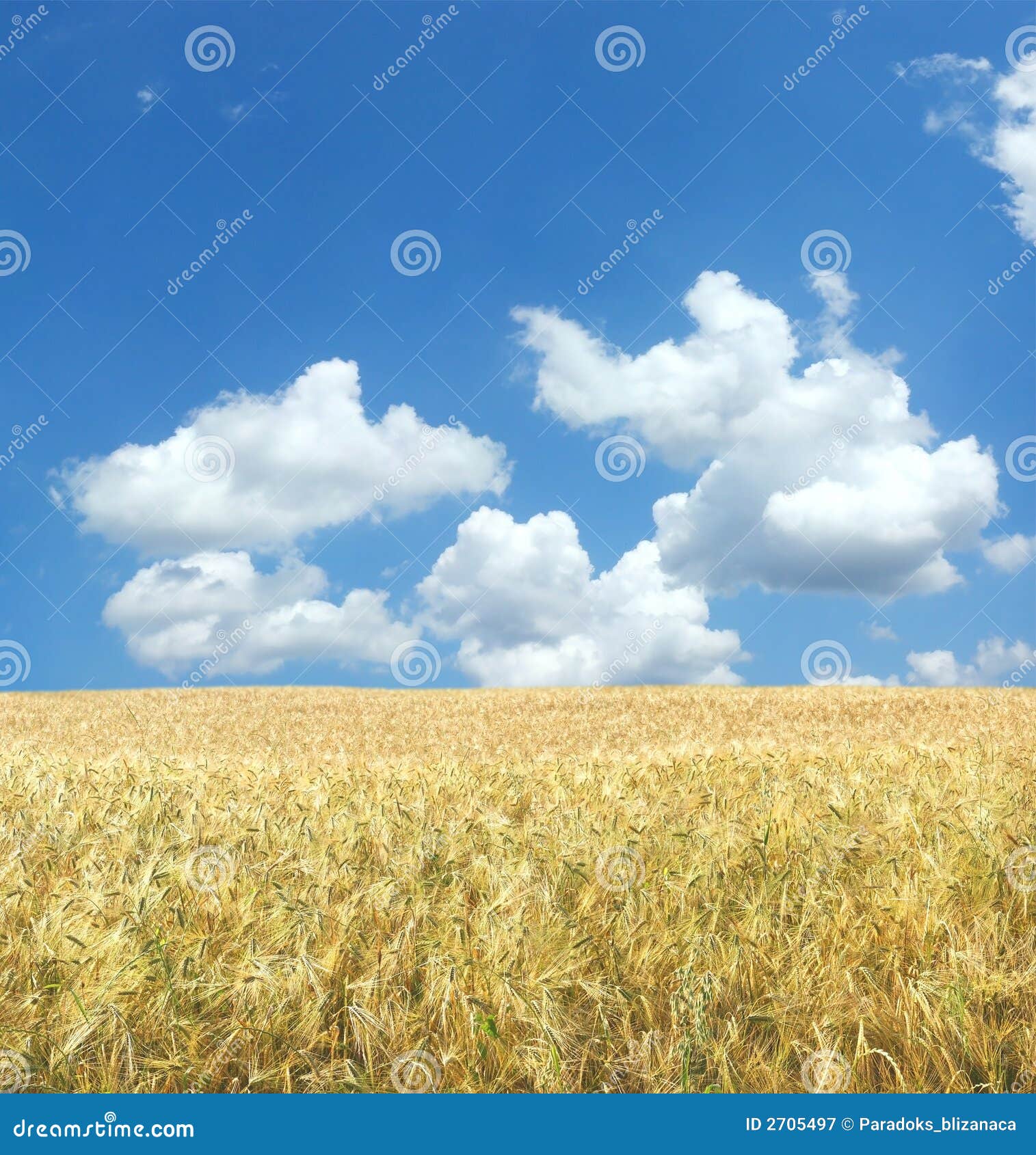 Beautiful Wheat Field Picture. Image: 2705497