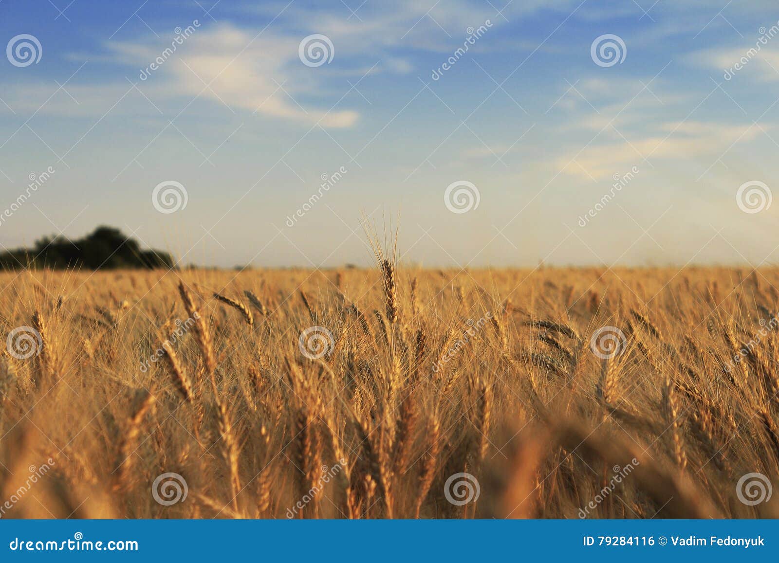 Beautiful wheat field stock photo. Image of saver, beautiful - 79284116