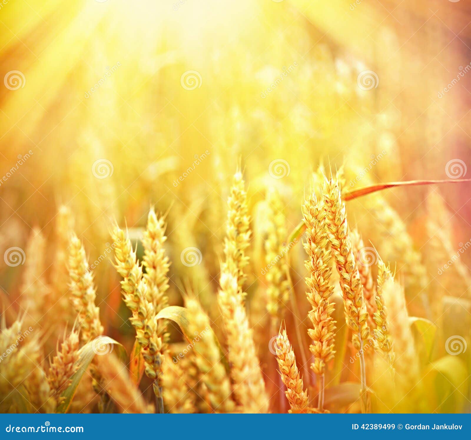 Beautiful wheat field stock image. Image of farm, beautiful - 42389499