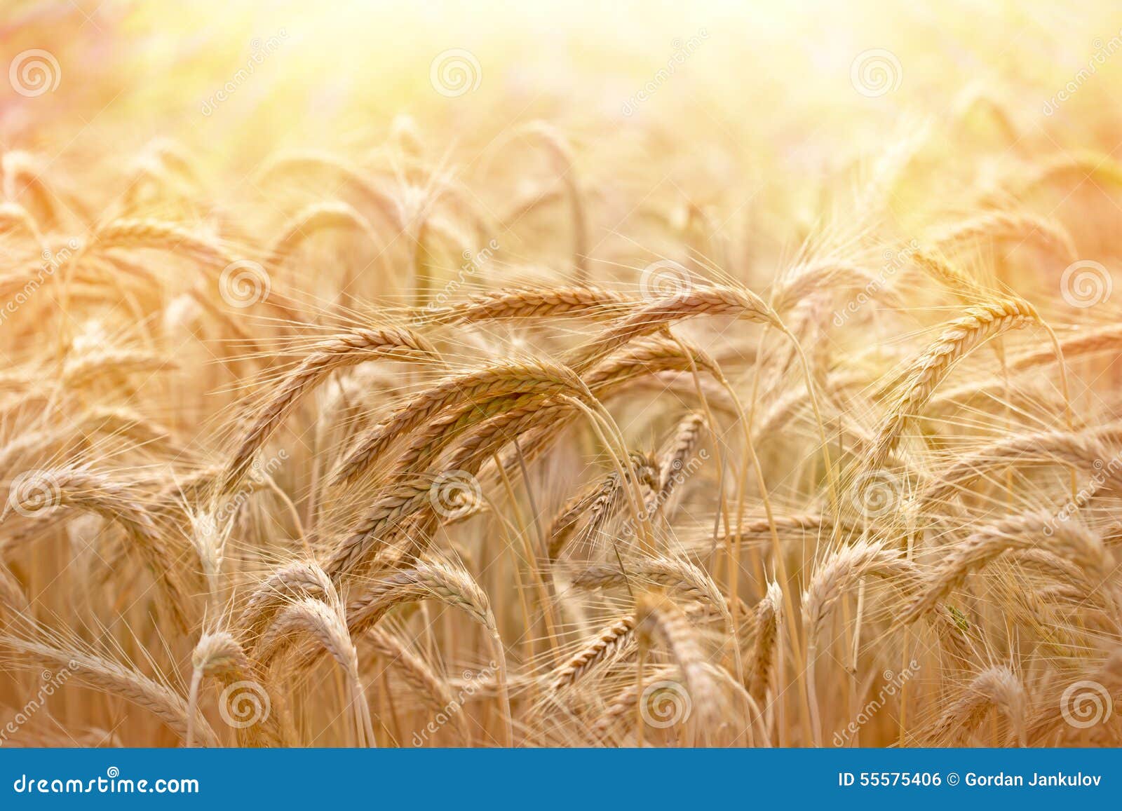 Beautiful Wheat Field Illuminated by Sunlight Stock Photo - Image of ...