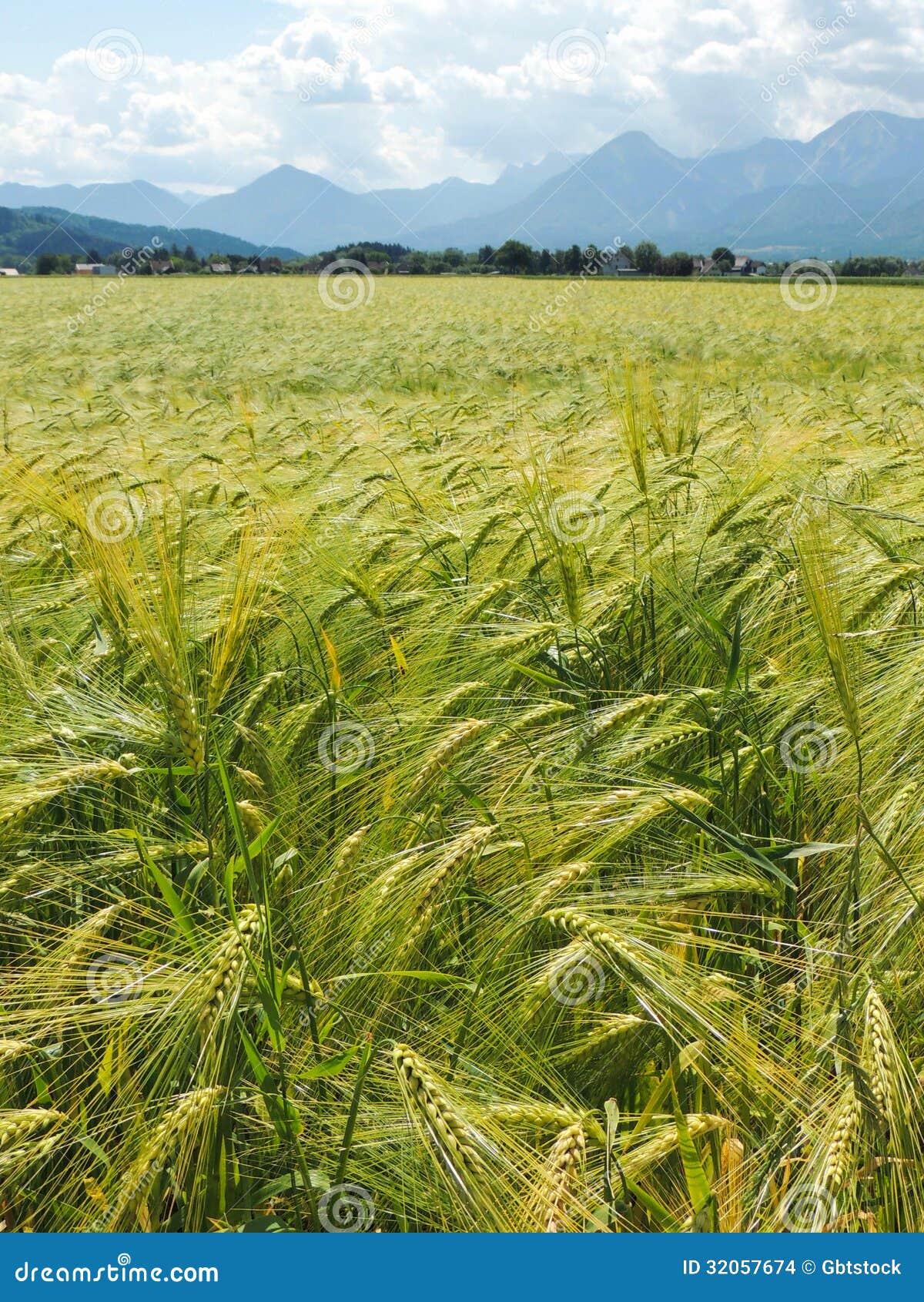 A beautiful wheat field. stock photo. Image of bowed - 32057674
