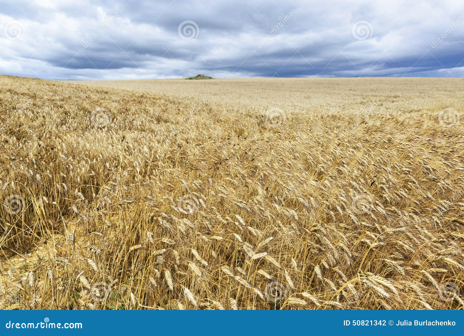 Beautiful wheat field stock photo. Image of beautiful - 50821342