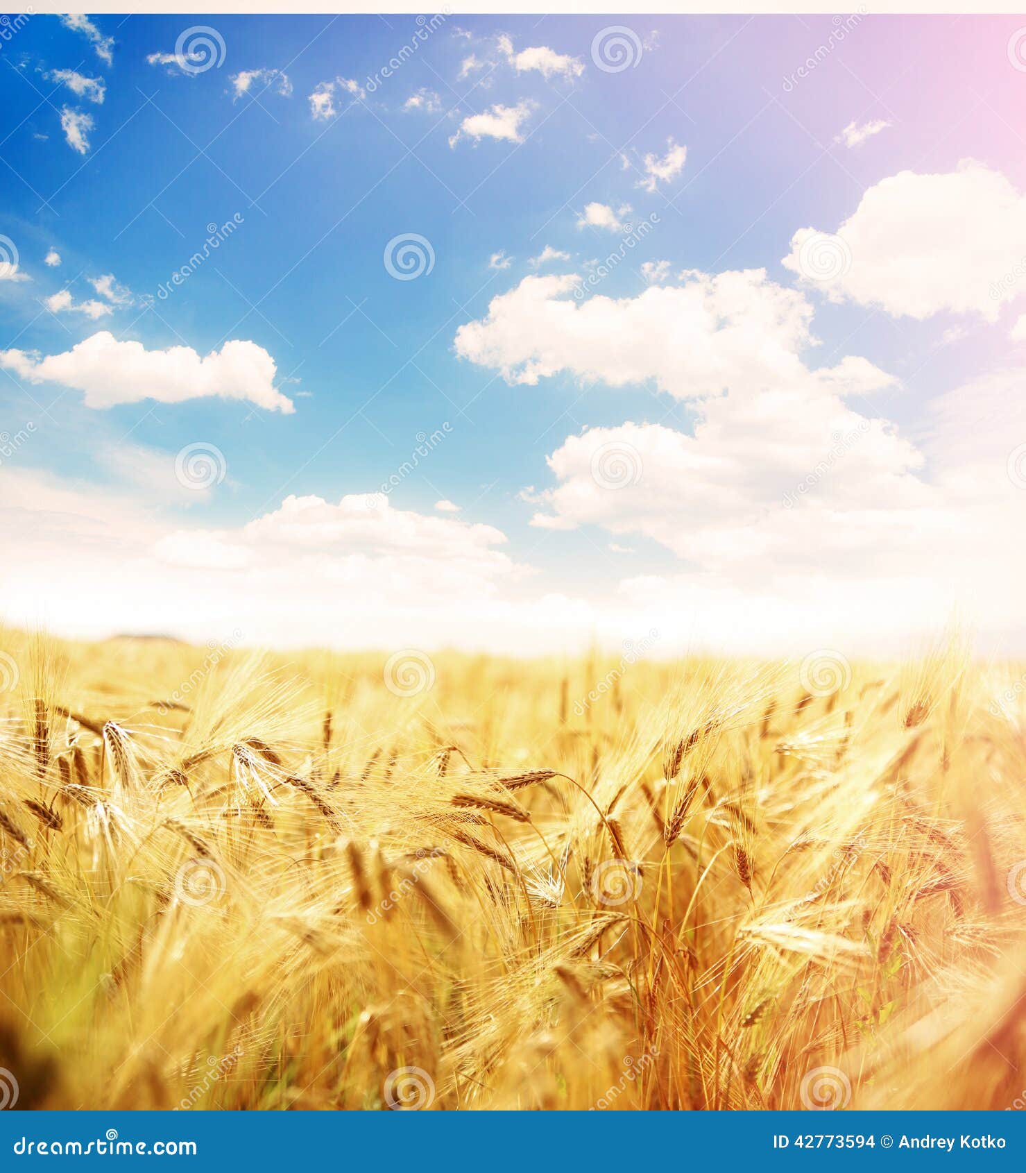 Beautiful wheat field. stock photo. Image of brightly - 42773594