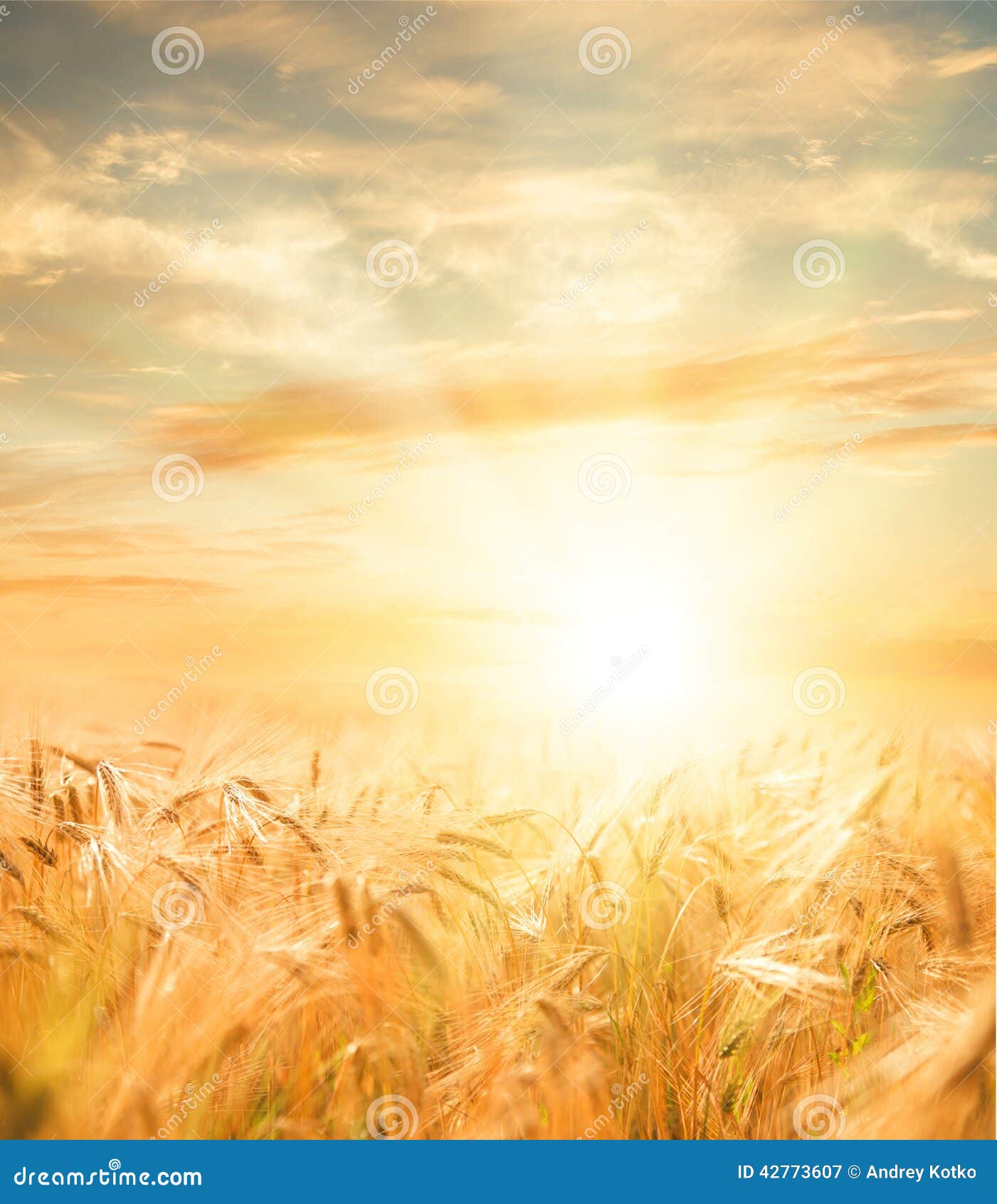 Beautiful wheat field. stock image. Image of bright, scene - 42773607