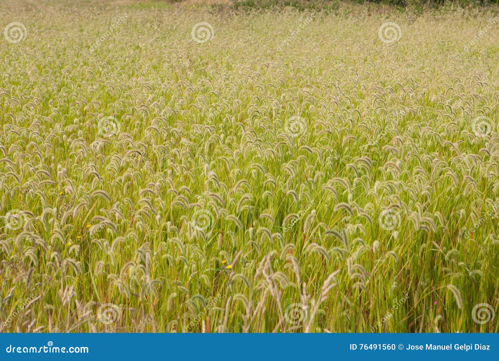 Beautiful wheat field stock photo. Image of cereal, environment - 76491560