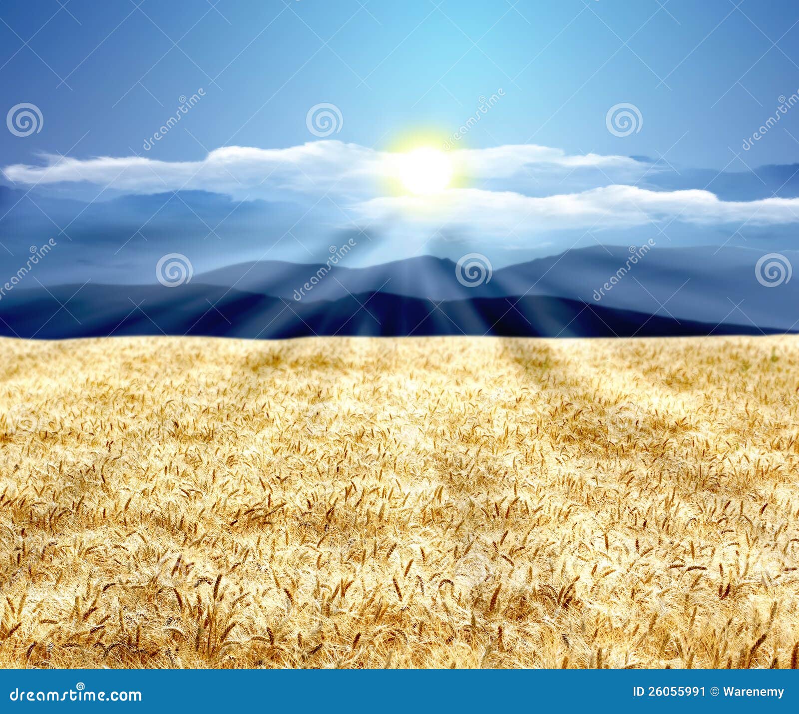 Beautiful wheat landscape stock image. Image of crop - 26055991