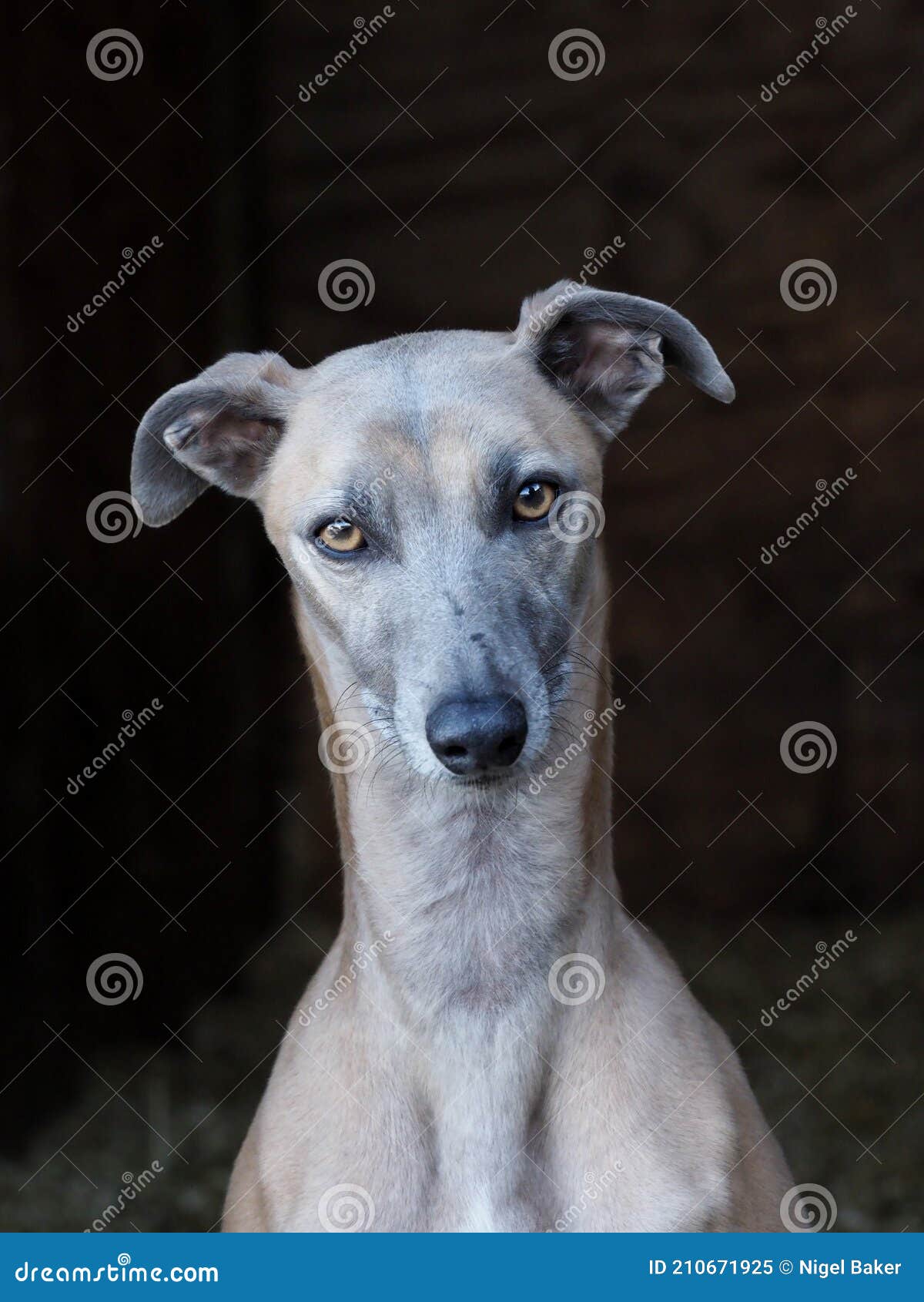 Beautiful Whippet stock image. Image of grey, outdoors - 210671925
