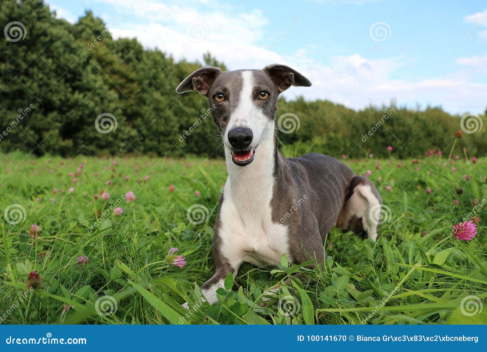 Beautiful Whippet in the Park Stock Photo - Image of looking, grey ...