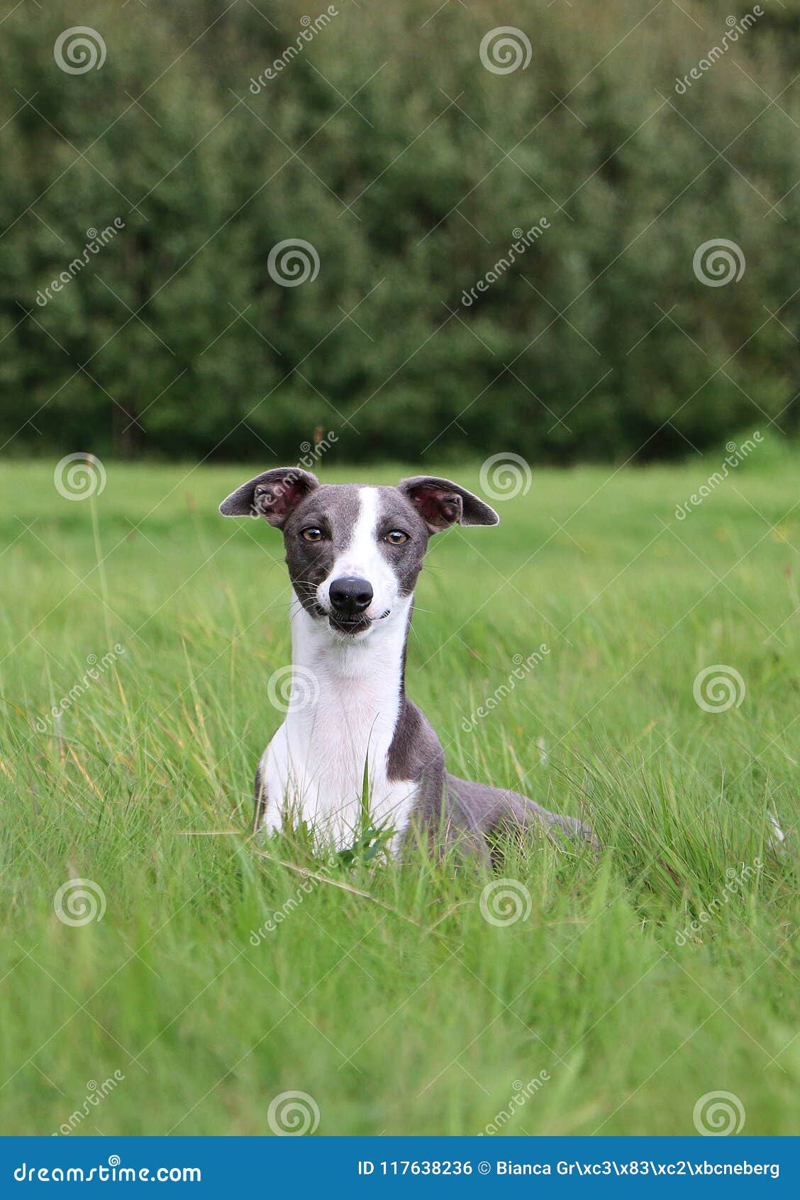Beautiful Whippet is Lying in the Park Stock Photo - Image of ...