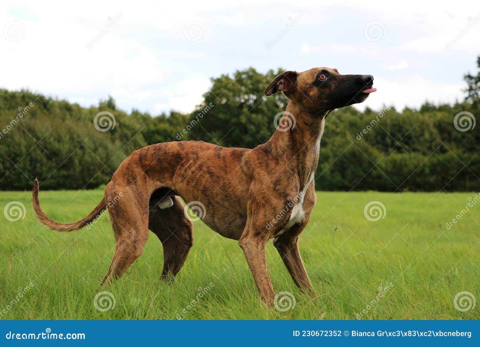 A Beautiful Whippet is Standing in the Park Stock Photo - Image of ...