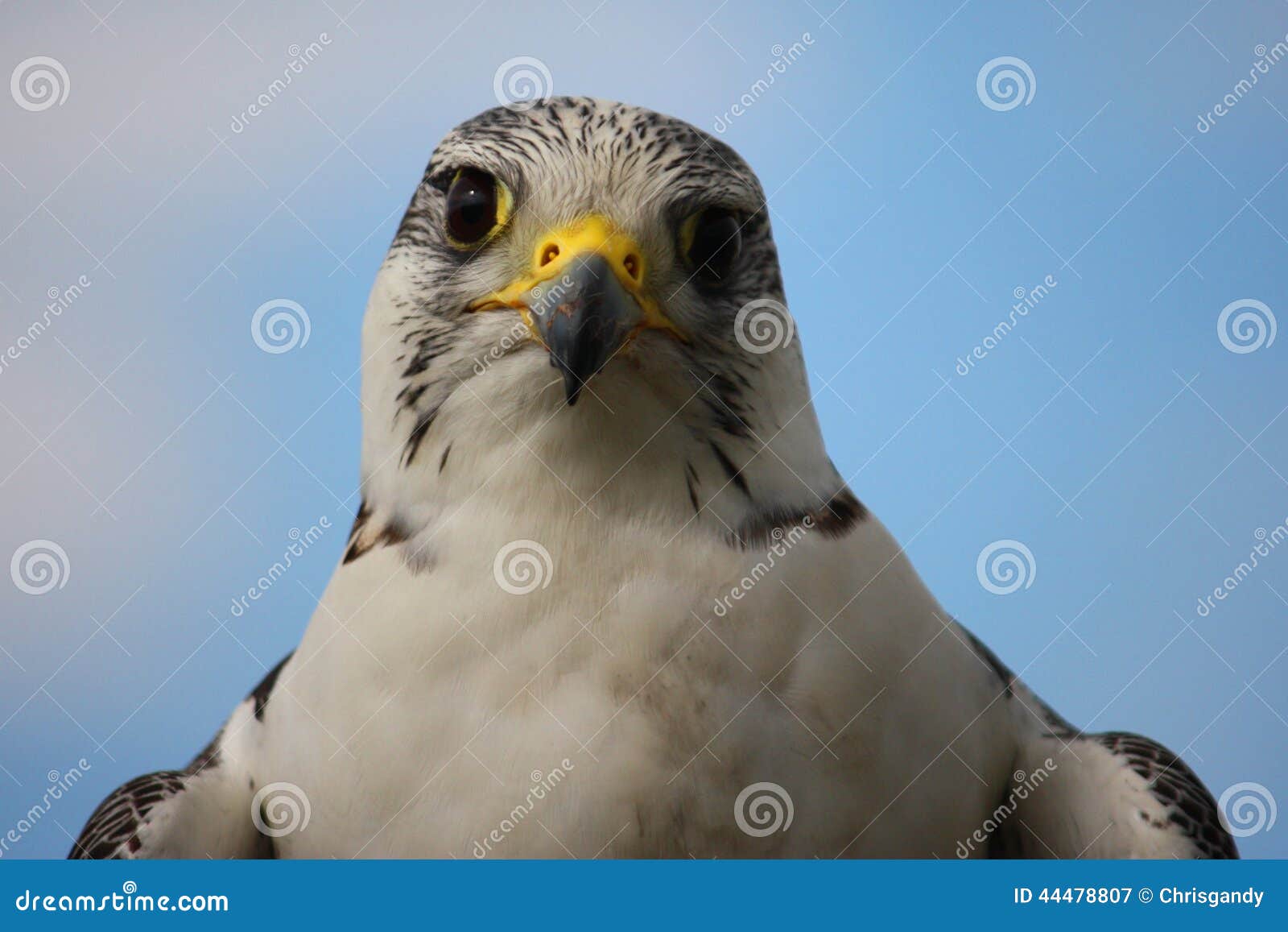 A Beautiful White Arctic Hawk Raptor Bird Face Stock Image - Image of ...