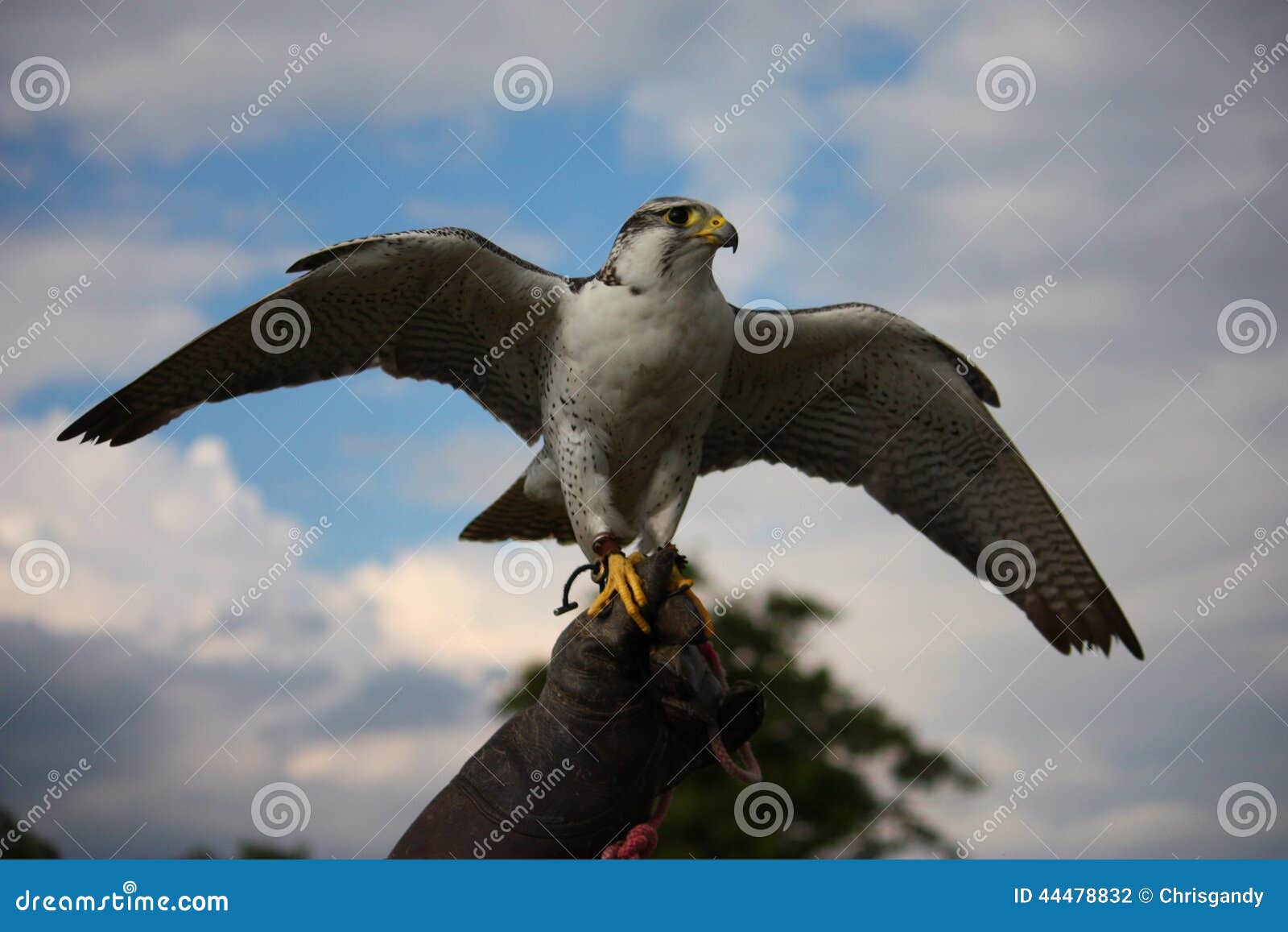 A Beautiful White Arctic Hawk Raptor Bird Spreading Its Wings Stock ...