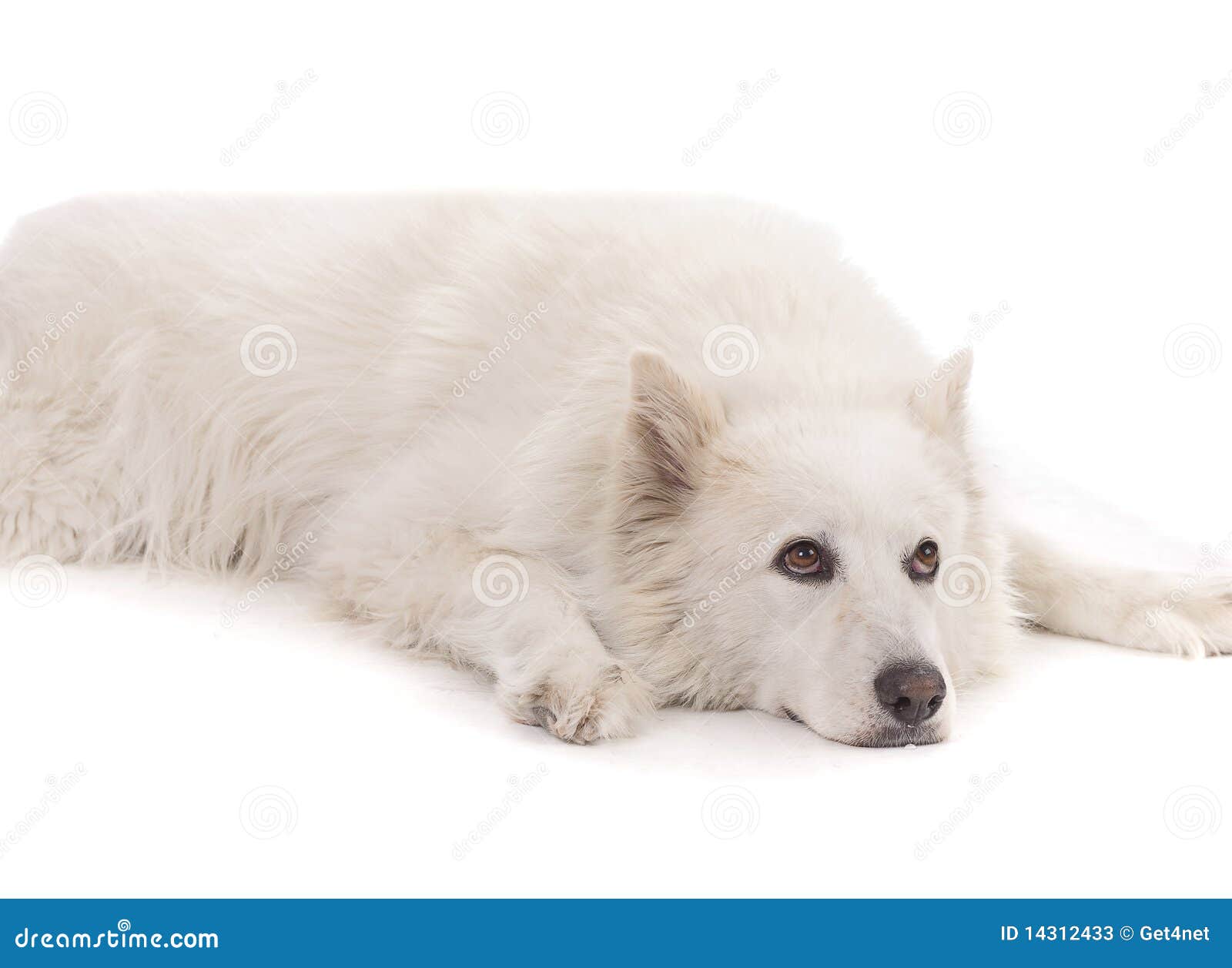 Beautiful White Aski Severe Dog Laying Down Stock Image - Image of ...
