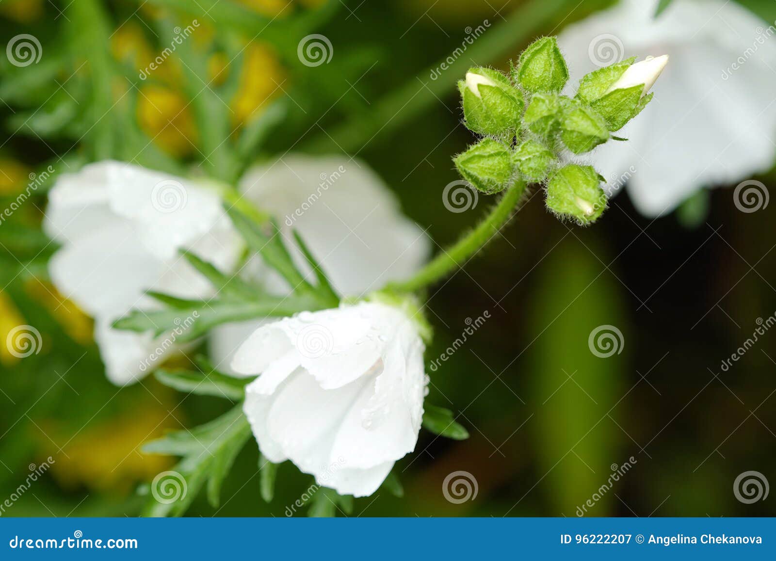Beautiful White Bells in the Morning Dew Stock Image - Image of garden ...
