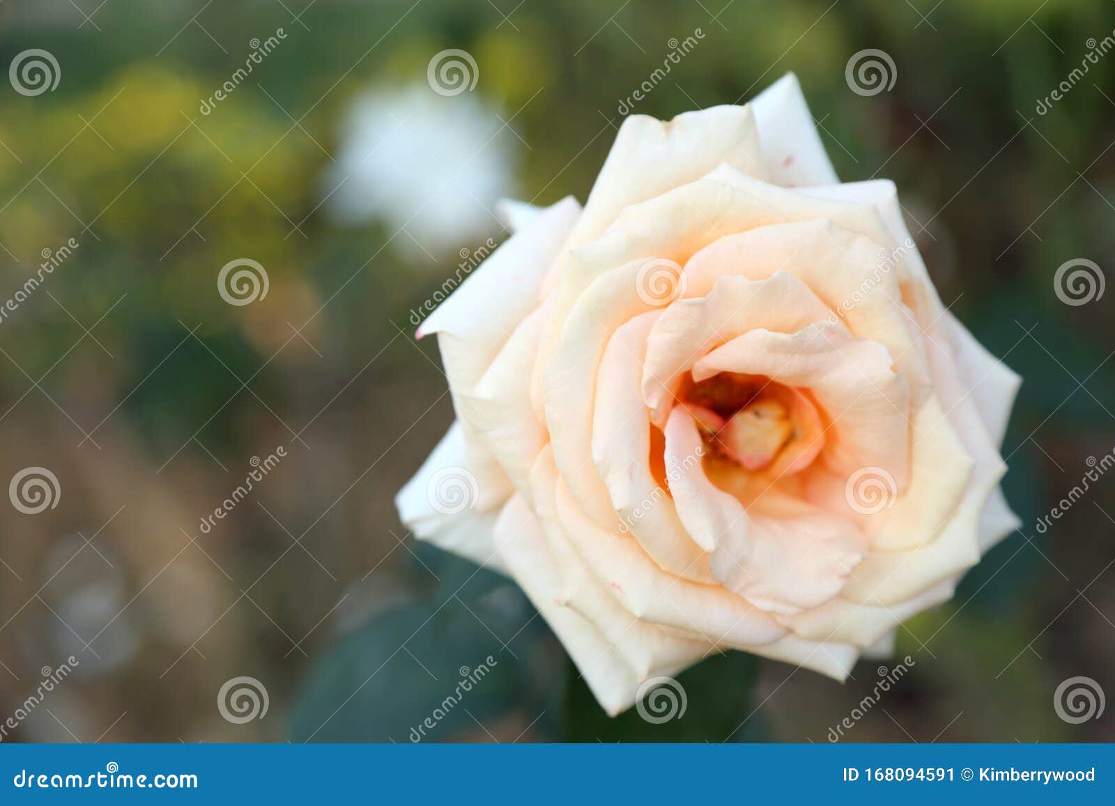 Bengal Rose stock image. Image of background, closeup - 168094591