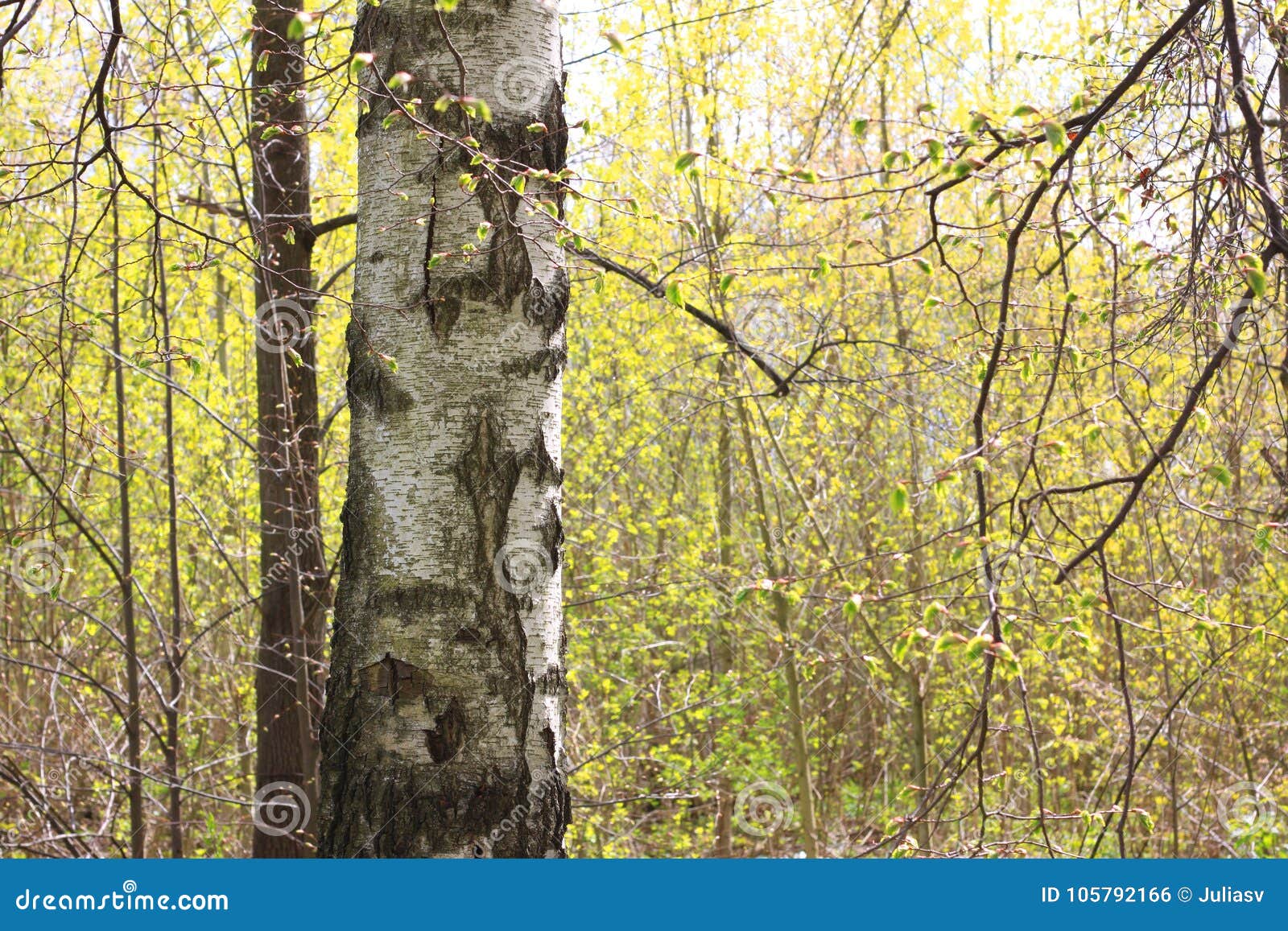 Beautiful White Birch Trees in Spring in Forest Stock Photo - Image of ...