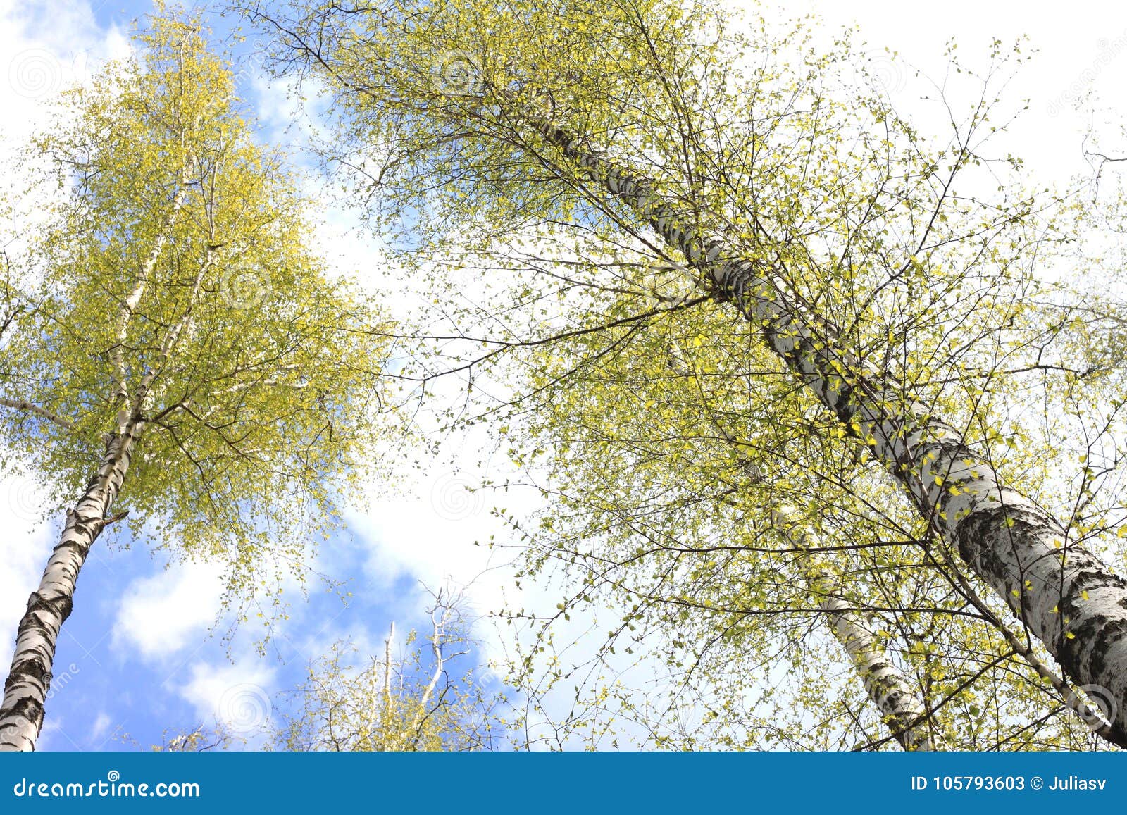 Beautiful White Birch Trees in Spring in Forest Stock Image - Image of ...