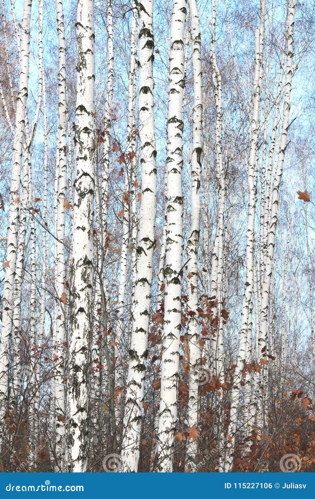 White birches in spring stock photo. Image of branch - 115227106