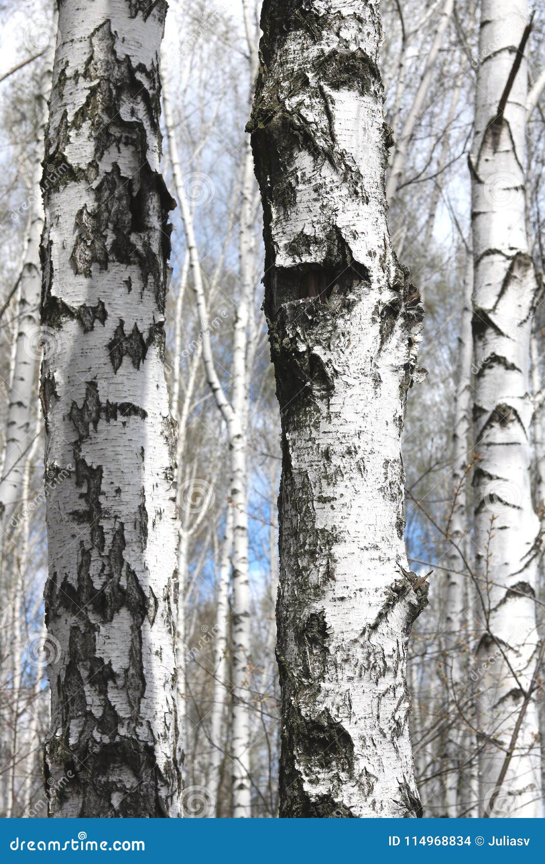 White birches in spring stock photo. Image of park, beautiful - 114968834