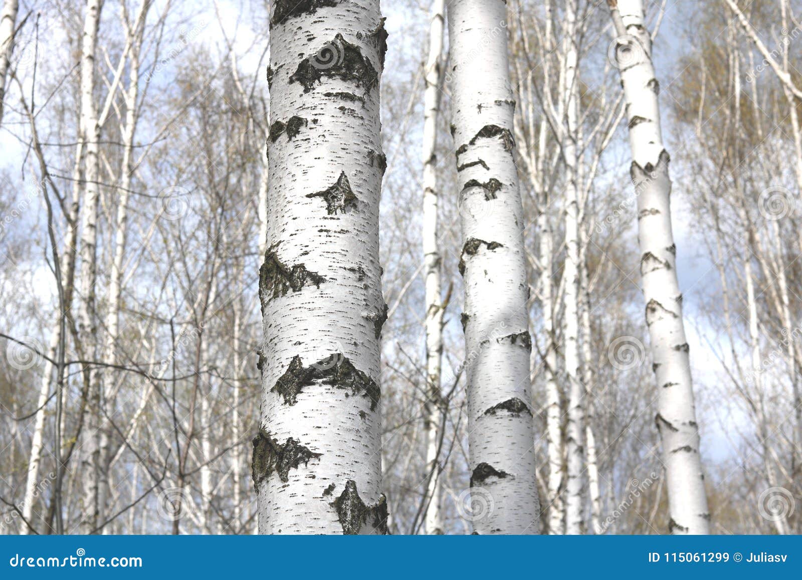 White birches in spring stock image. Image of environment - 115061299