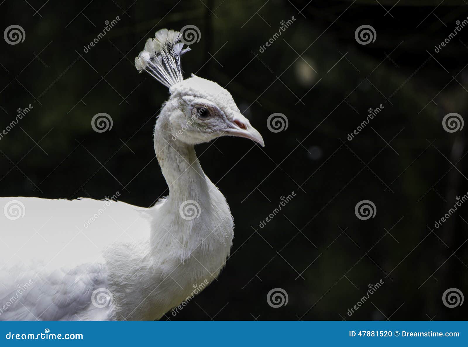 Beautiful white bird stock photo. Image of travel, asia - 47881520