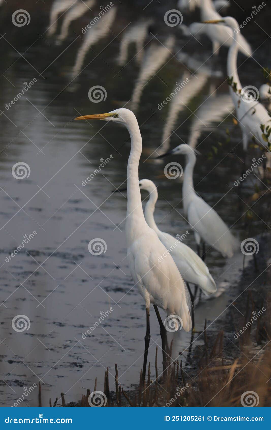 Beautiful White Bird Water Side Stock Image - Image of side, water ...