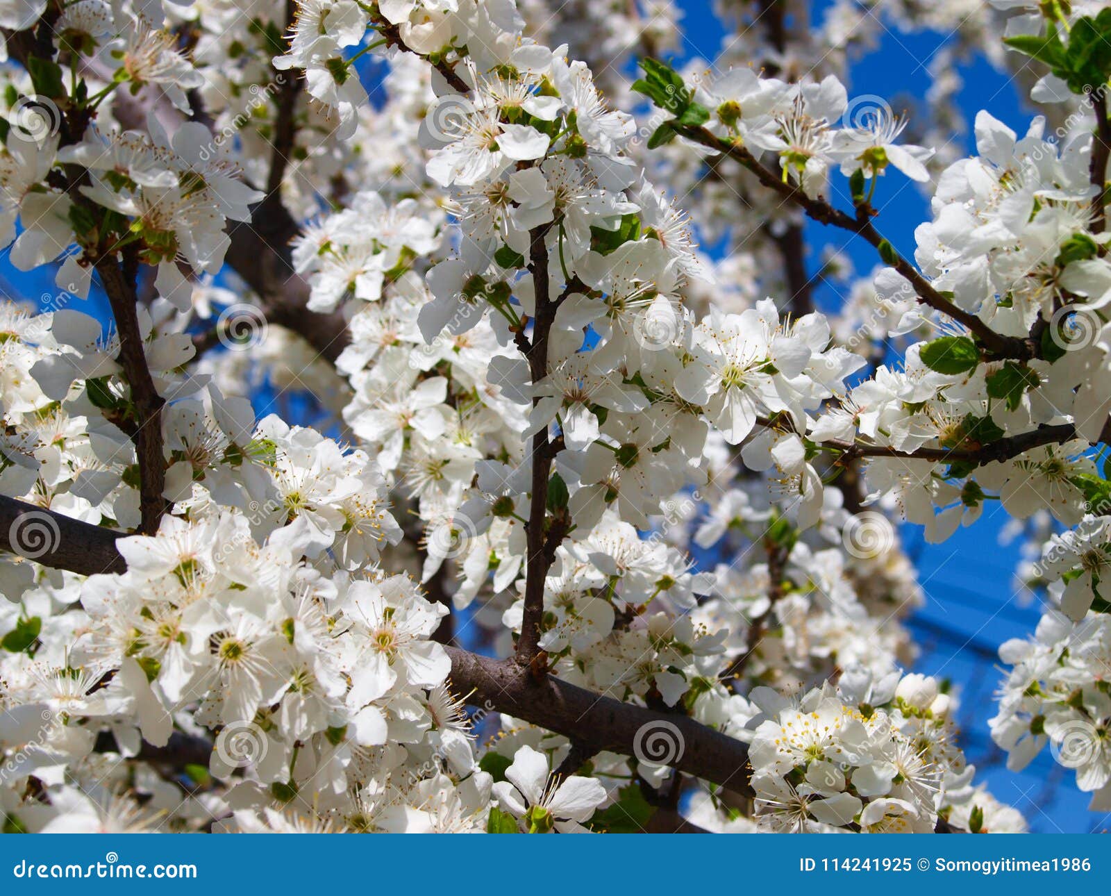 Beautiful White Blooming Plum Tree. Stock Image - Image of closeup ...