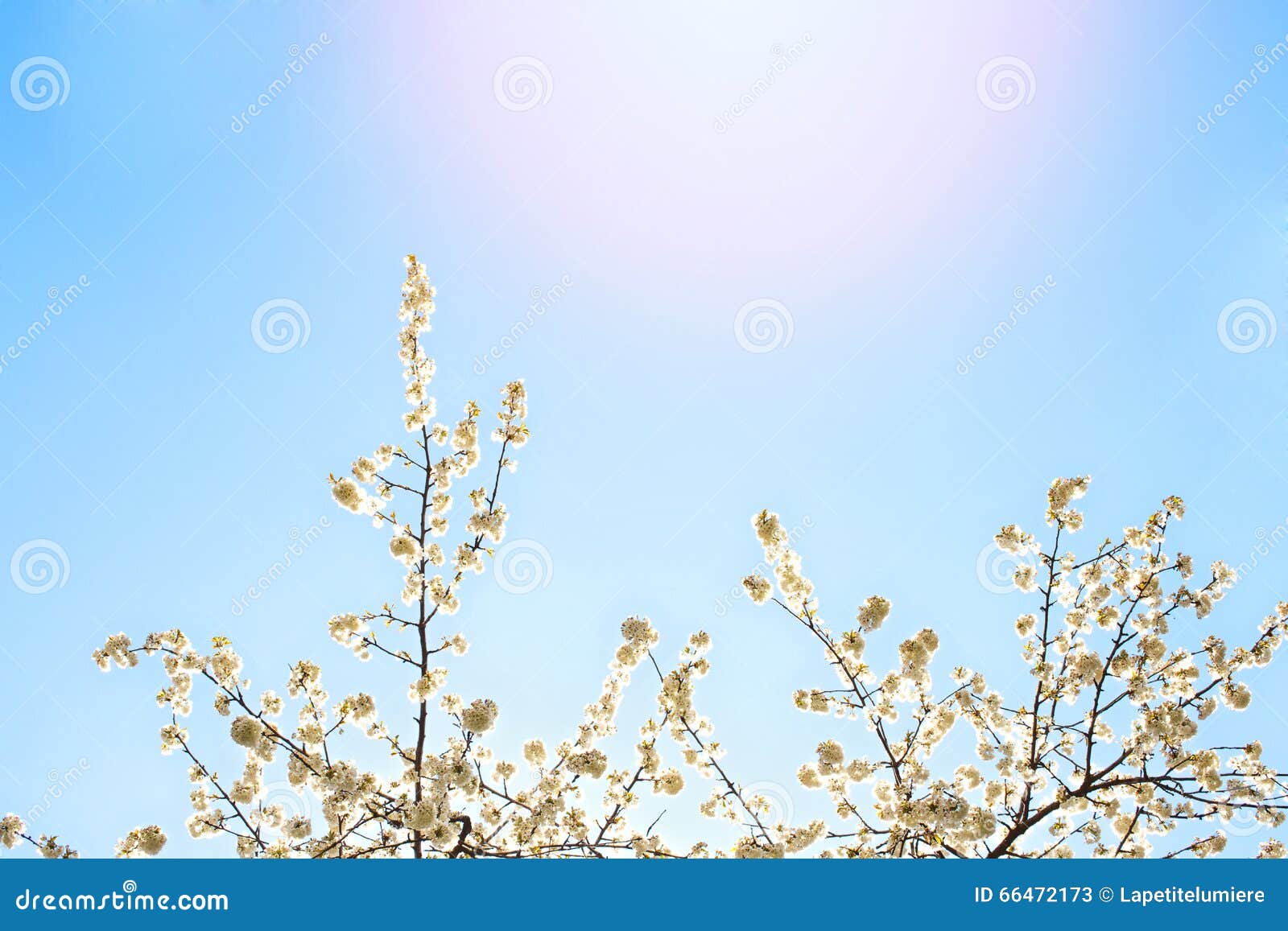 Beautiful White Blossom and Blur Lights Stock Image - Image of blossoms ...