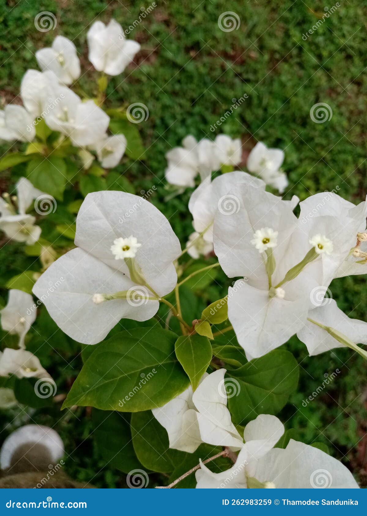 Beautiful White Bogan Villa Flowers Stock Image - Image of white ...