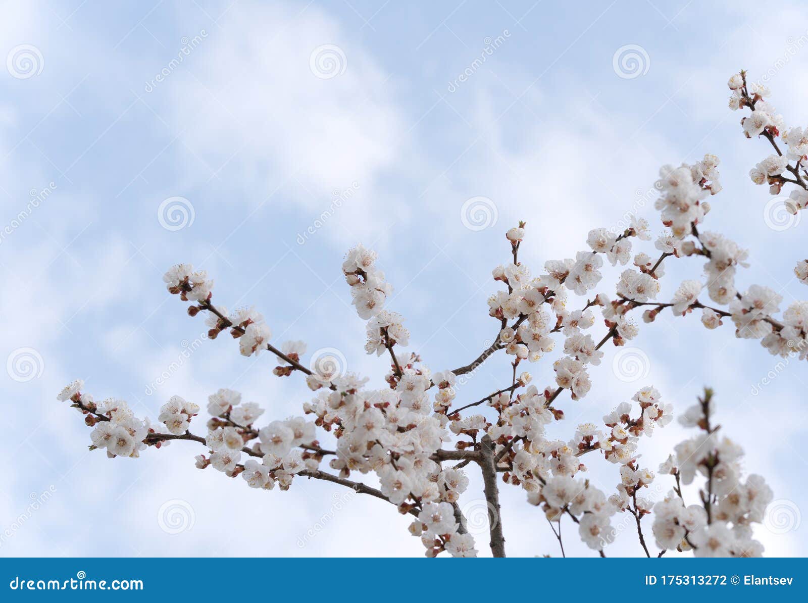 Beautiful White Branches of a Blooming Apricots in the Spring in the ...