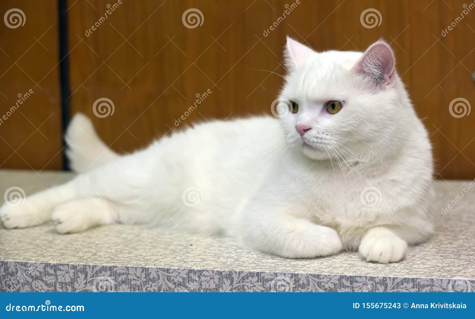 Beautiful White British Cat Stock Image - Image of blanket, cats: 155675243
