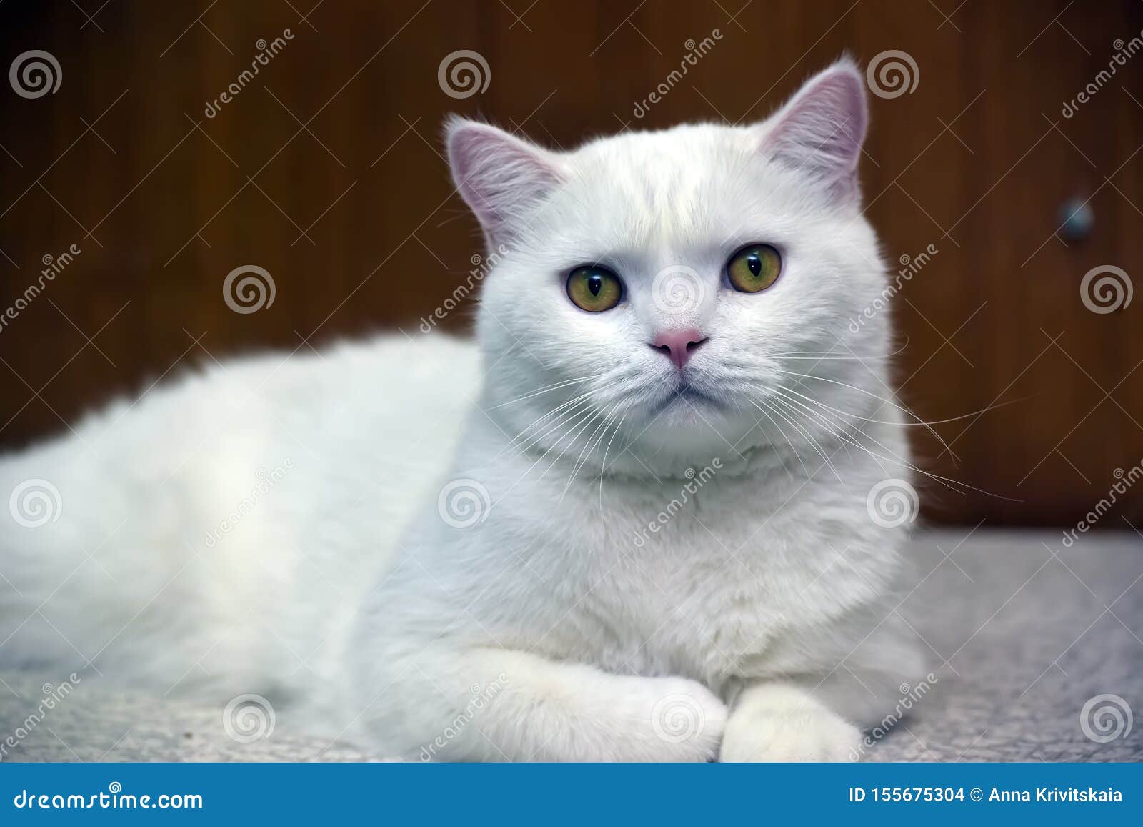 Beautiful White British Cat Stock Photo - Image of eyes, breed: 155675304