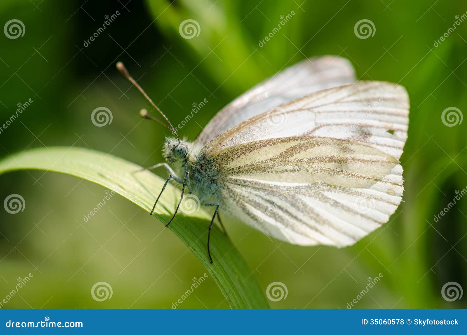 Beautiful white butterfly stock photo. Image of color - 35060578
