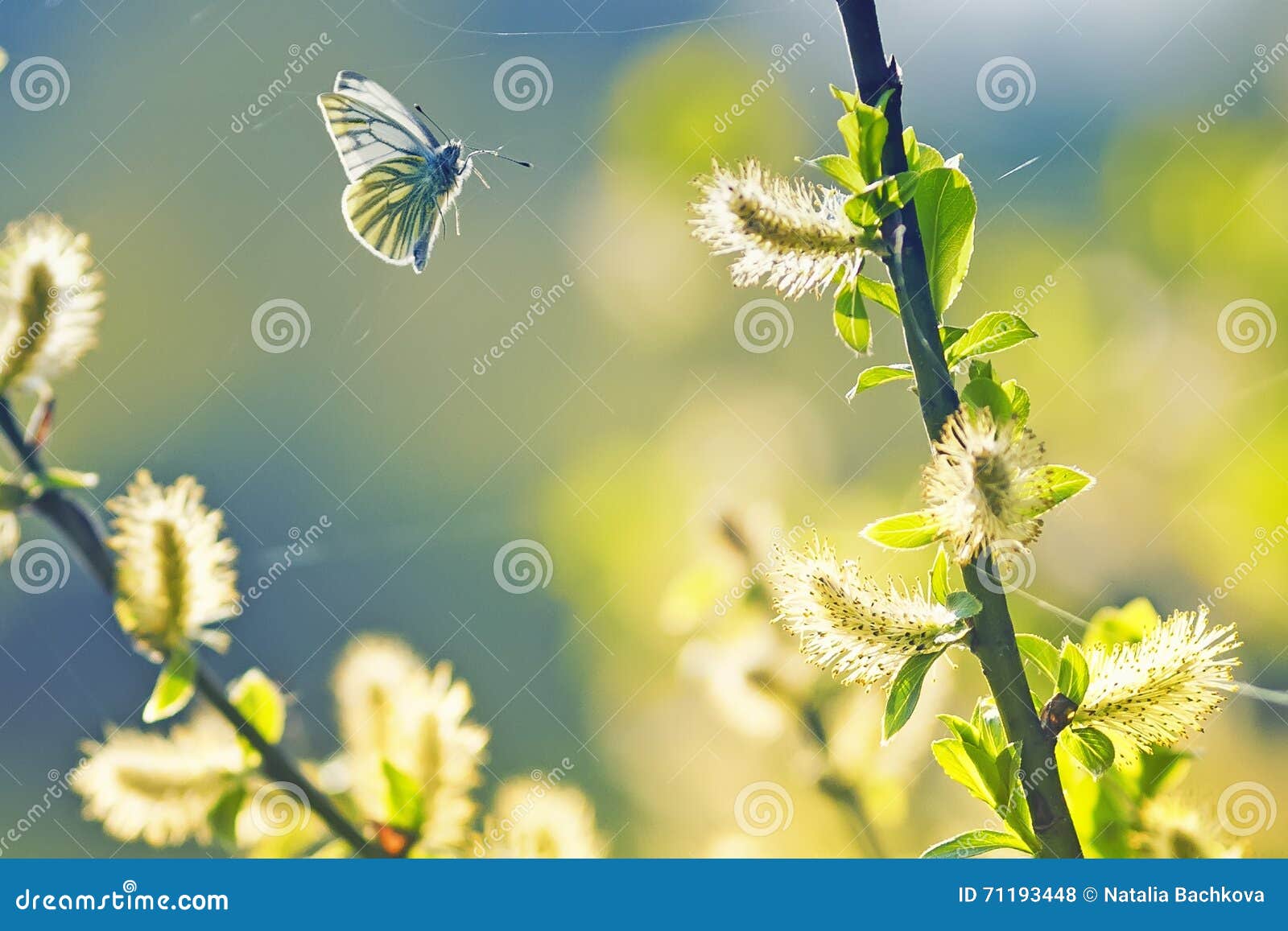 Beautiful White Butterfly Flitting among the Willow Branches Blooming ...