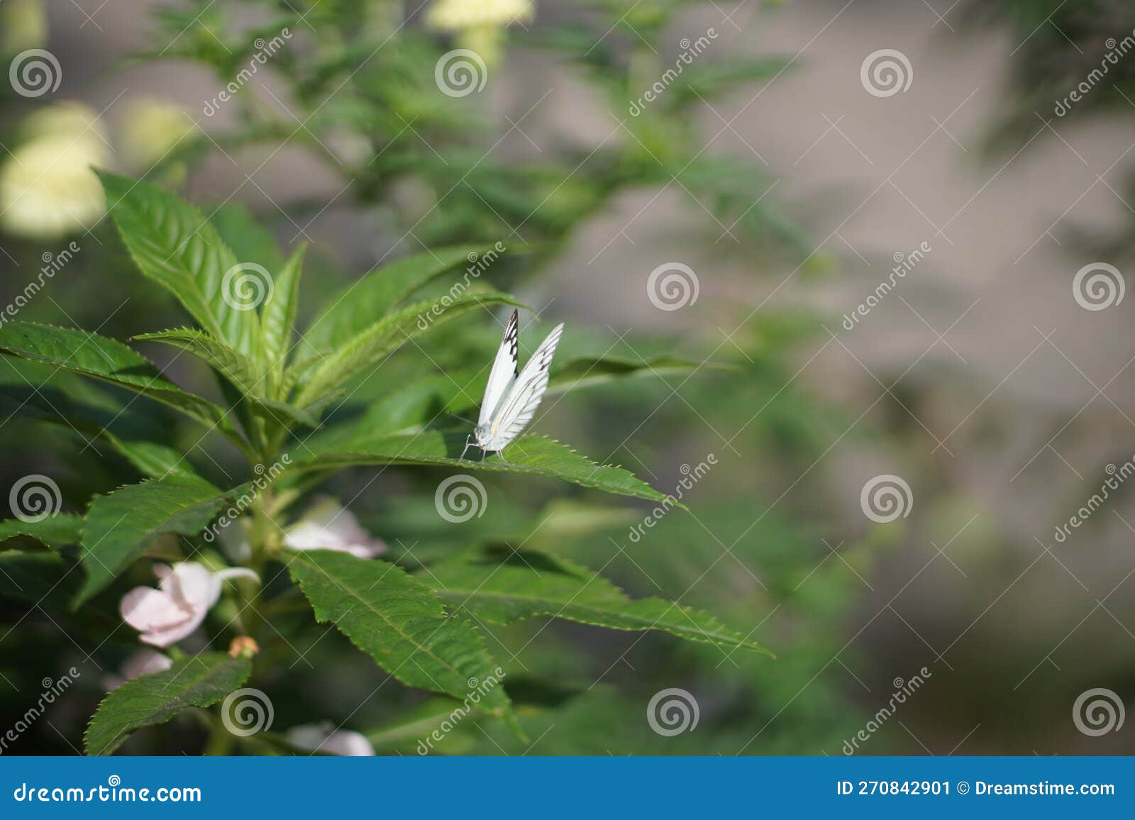 Beautiful White Butterfly Perched with Negative Space Stock Image ...