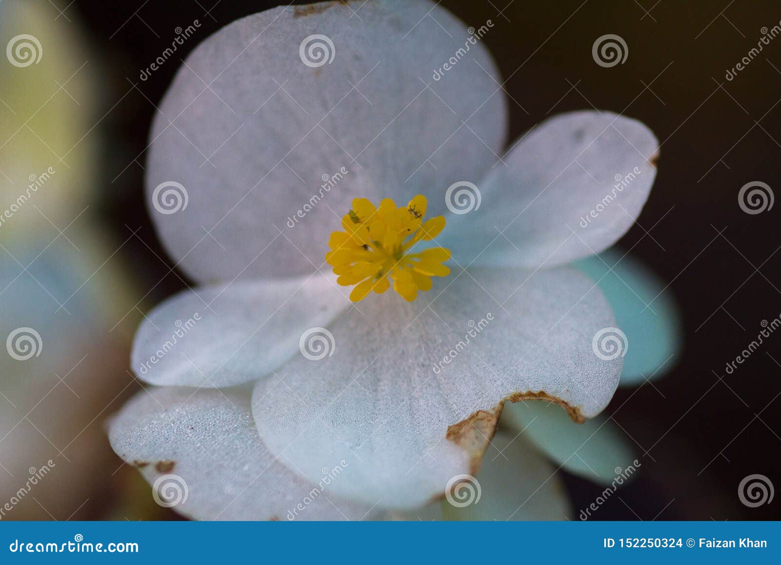 Beautiful White Button Flowers in a Garden Stock Photo - Image of bloom ...