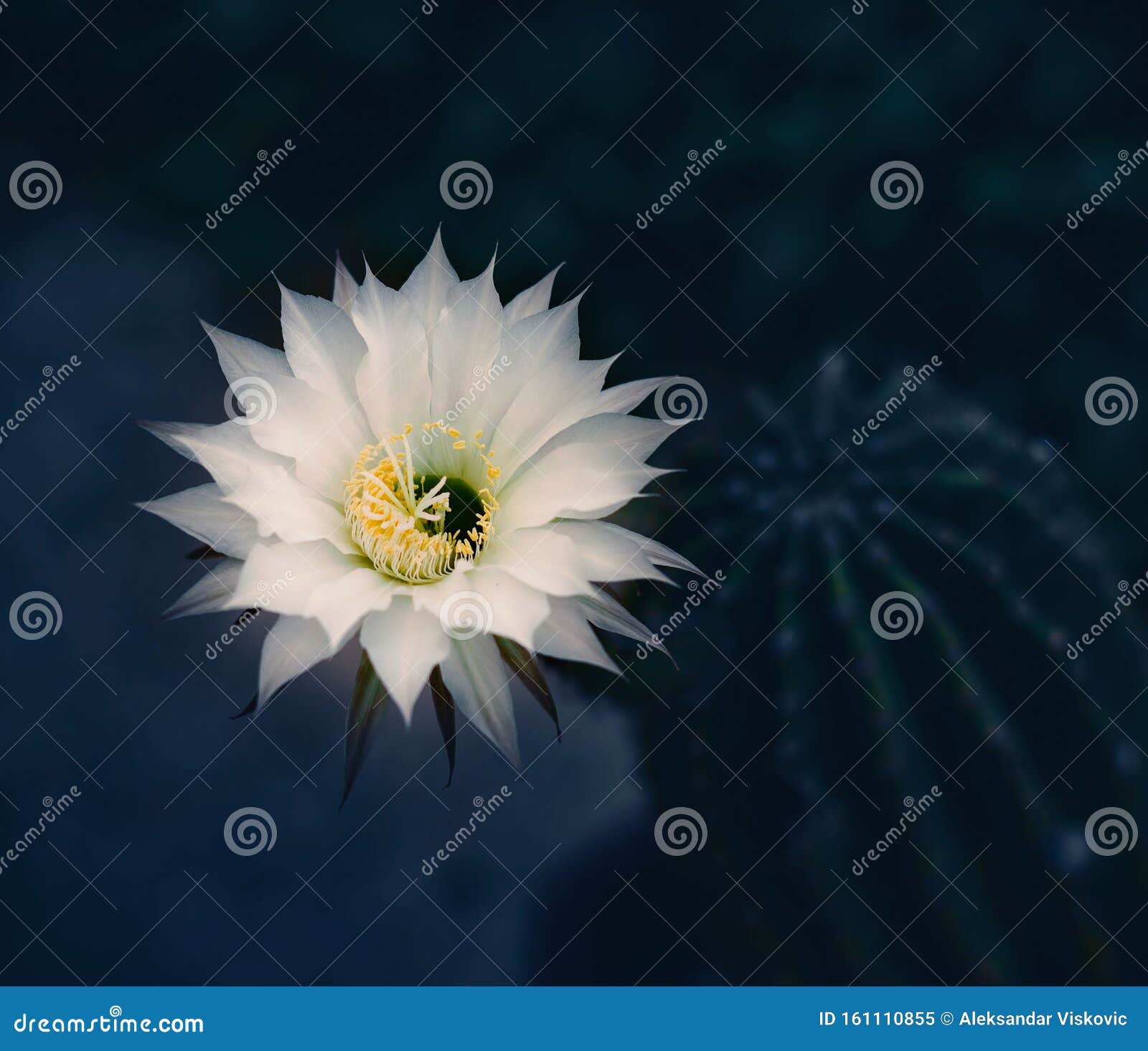 Beautiful White Cactus Flower Stock Image - Image of succulent, flora ...